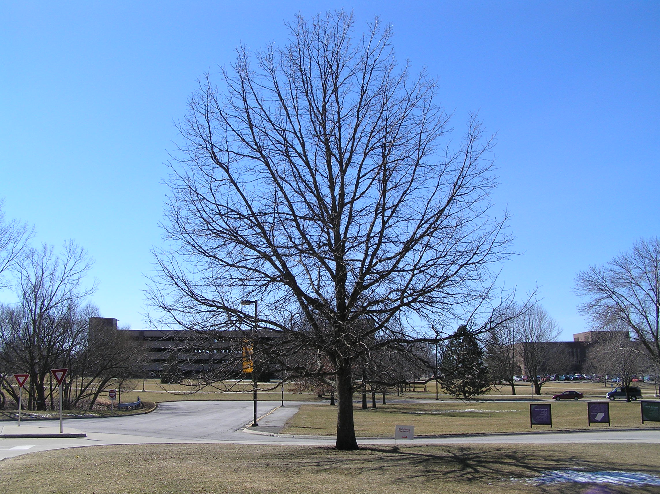 Native Trees of Indiana River Walk