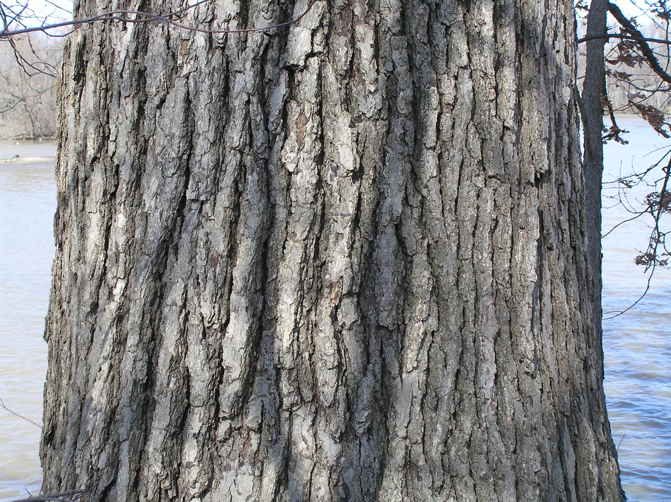 Native Trees of Indiana River Walk