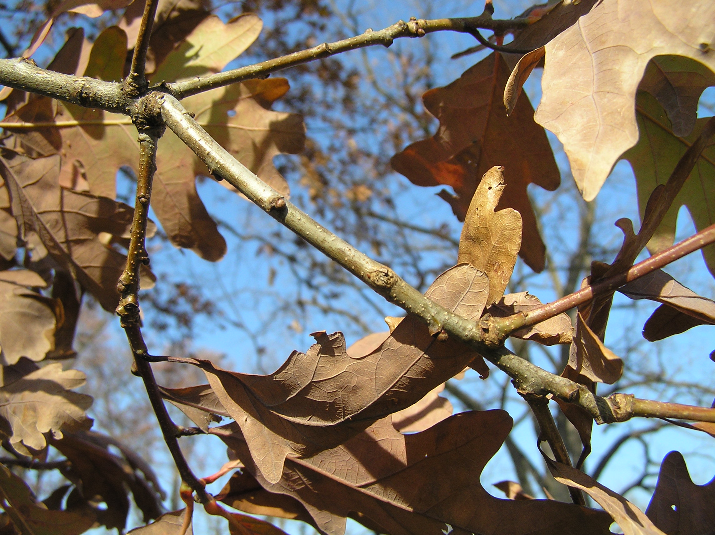 Native Trees of Indiana River Walk
