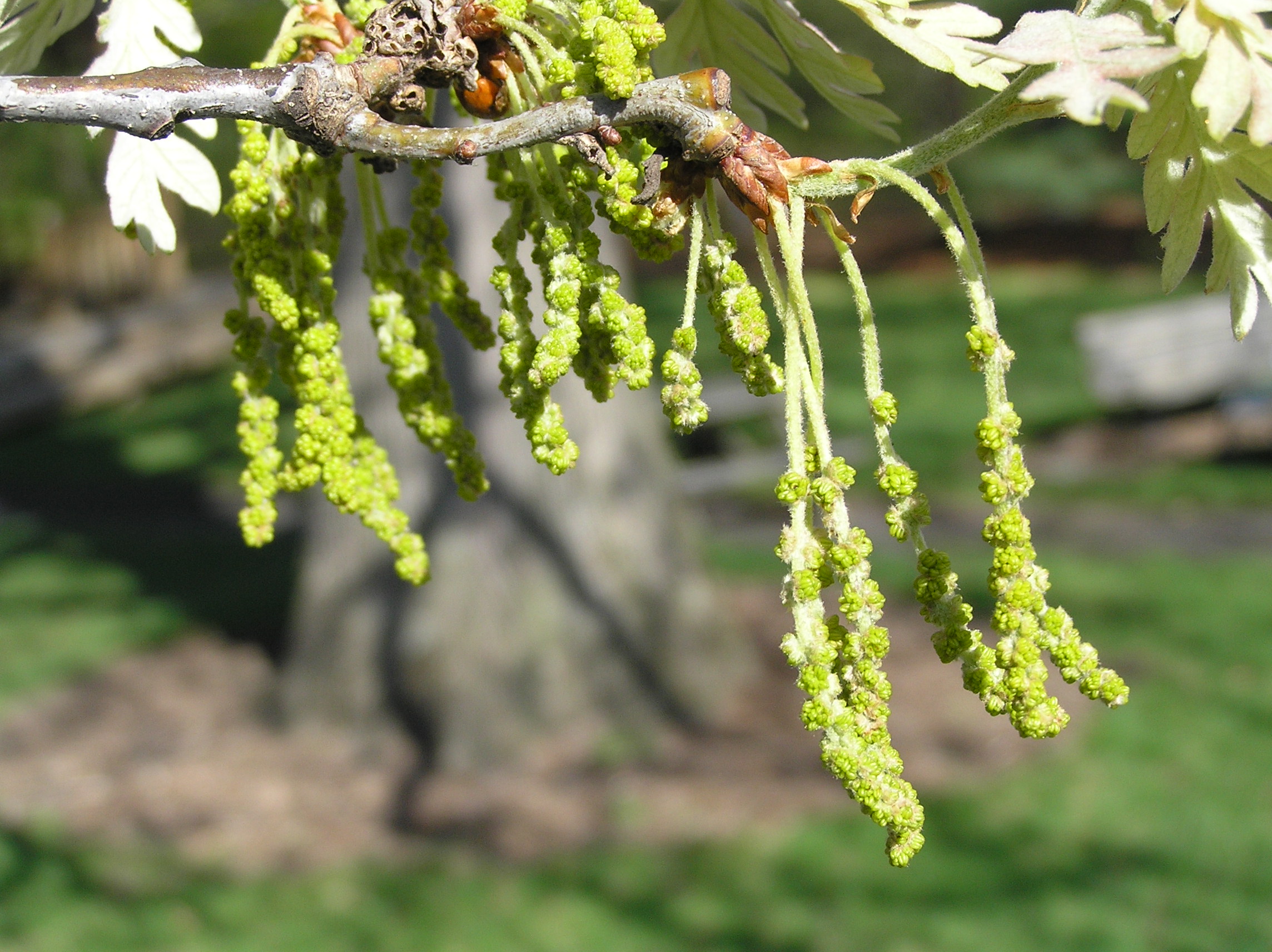 Native Trees of Indiana River Walk