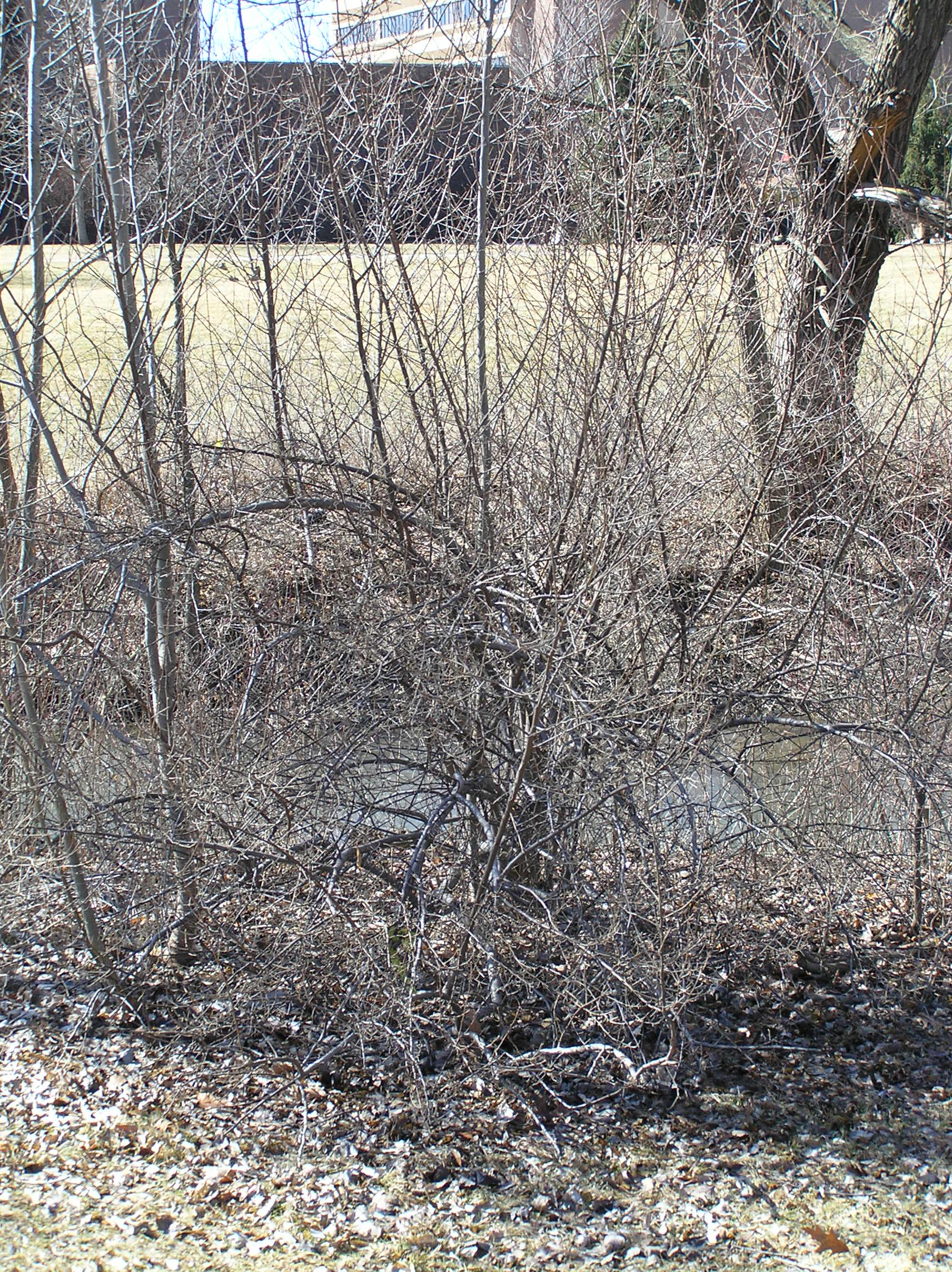 Native Trees of Indiana River Walk