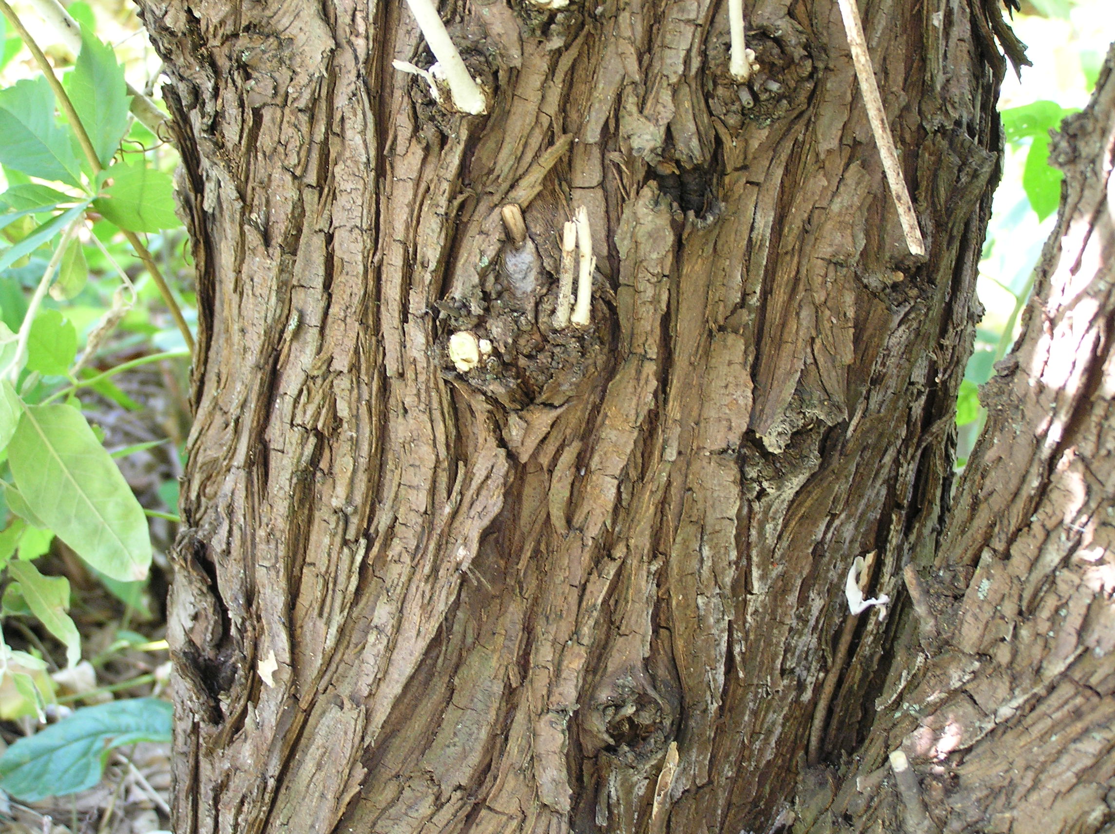 Native Trees of Indiana River Walk