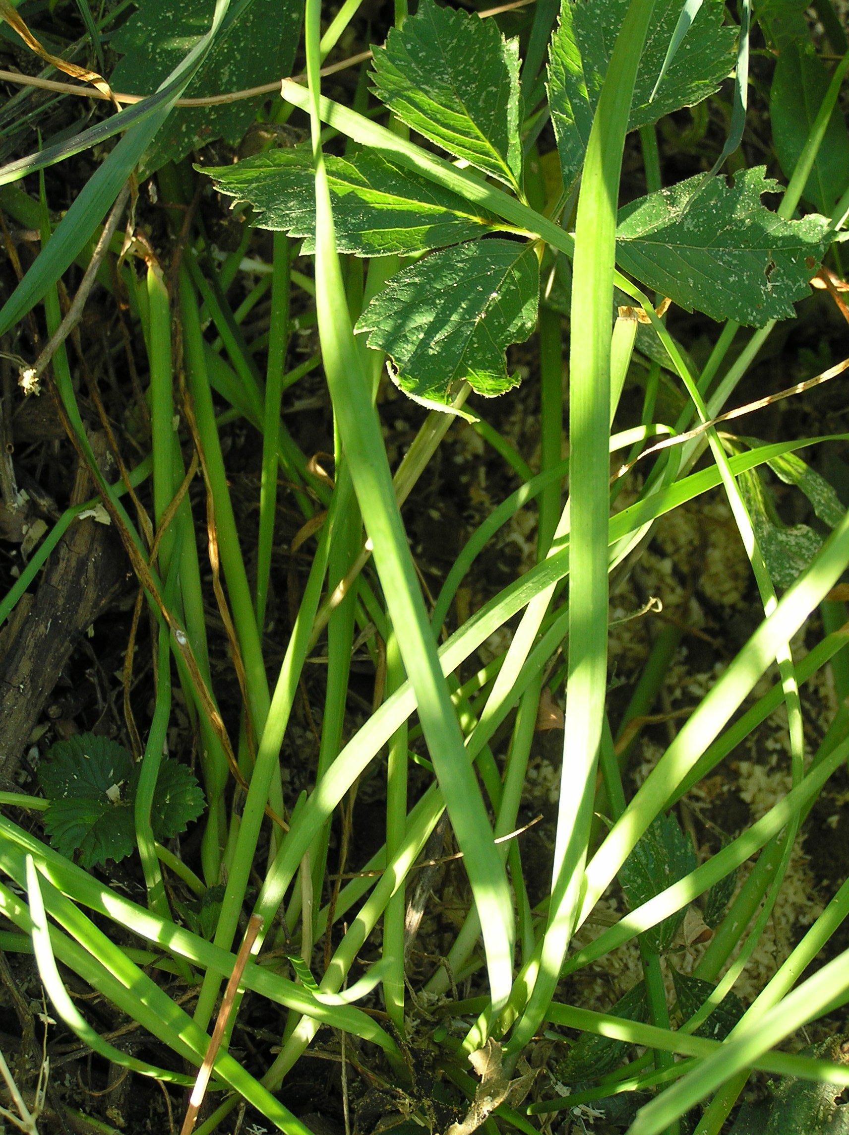 Native Trees of Indiana River Walk