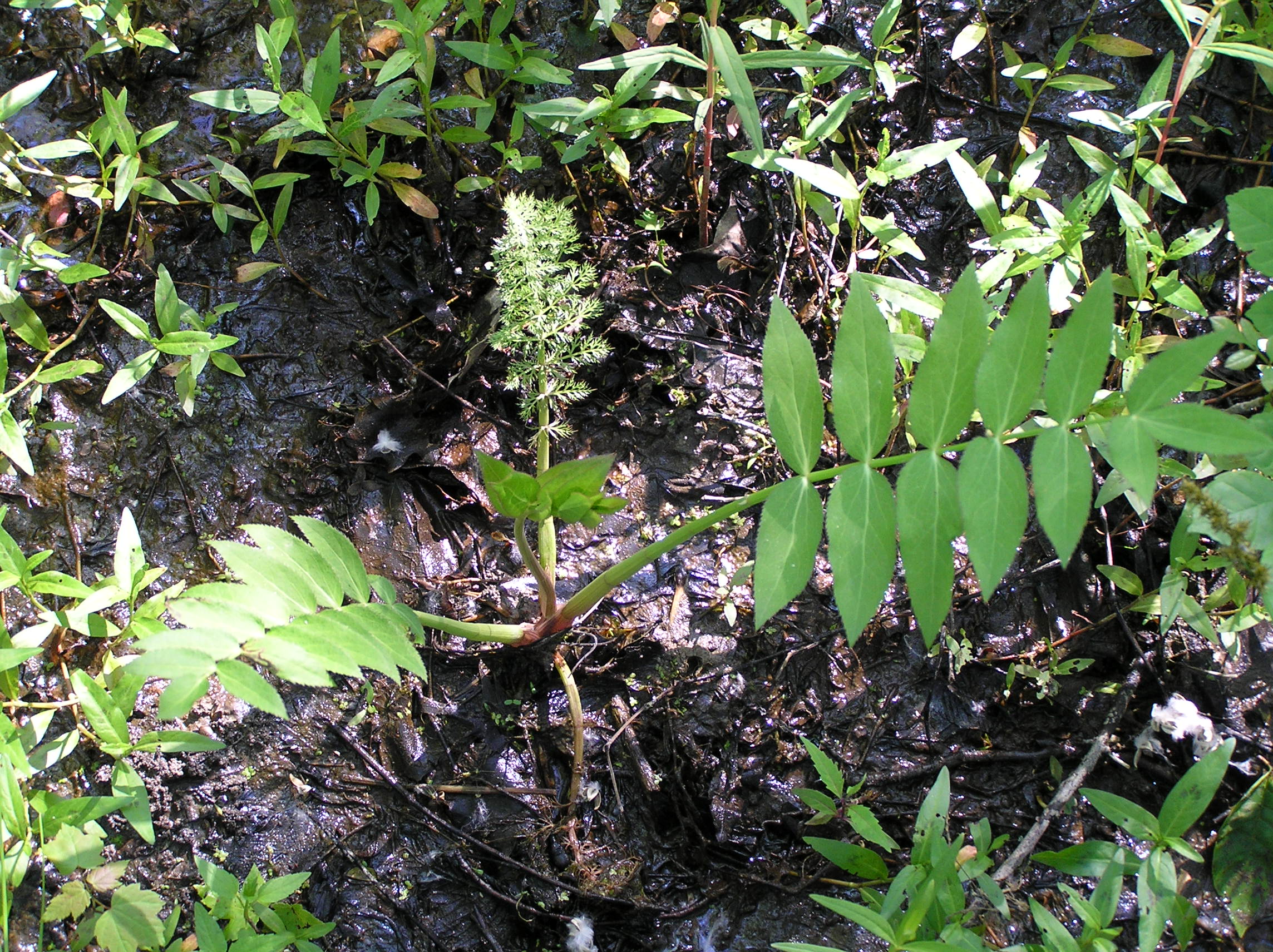 Native Trees of Indiana River Walk