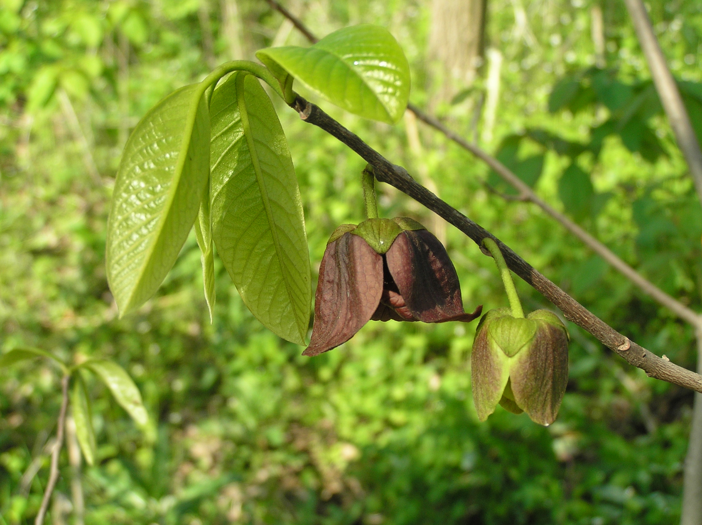 Native Trees of Indiana Walk