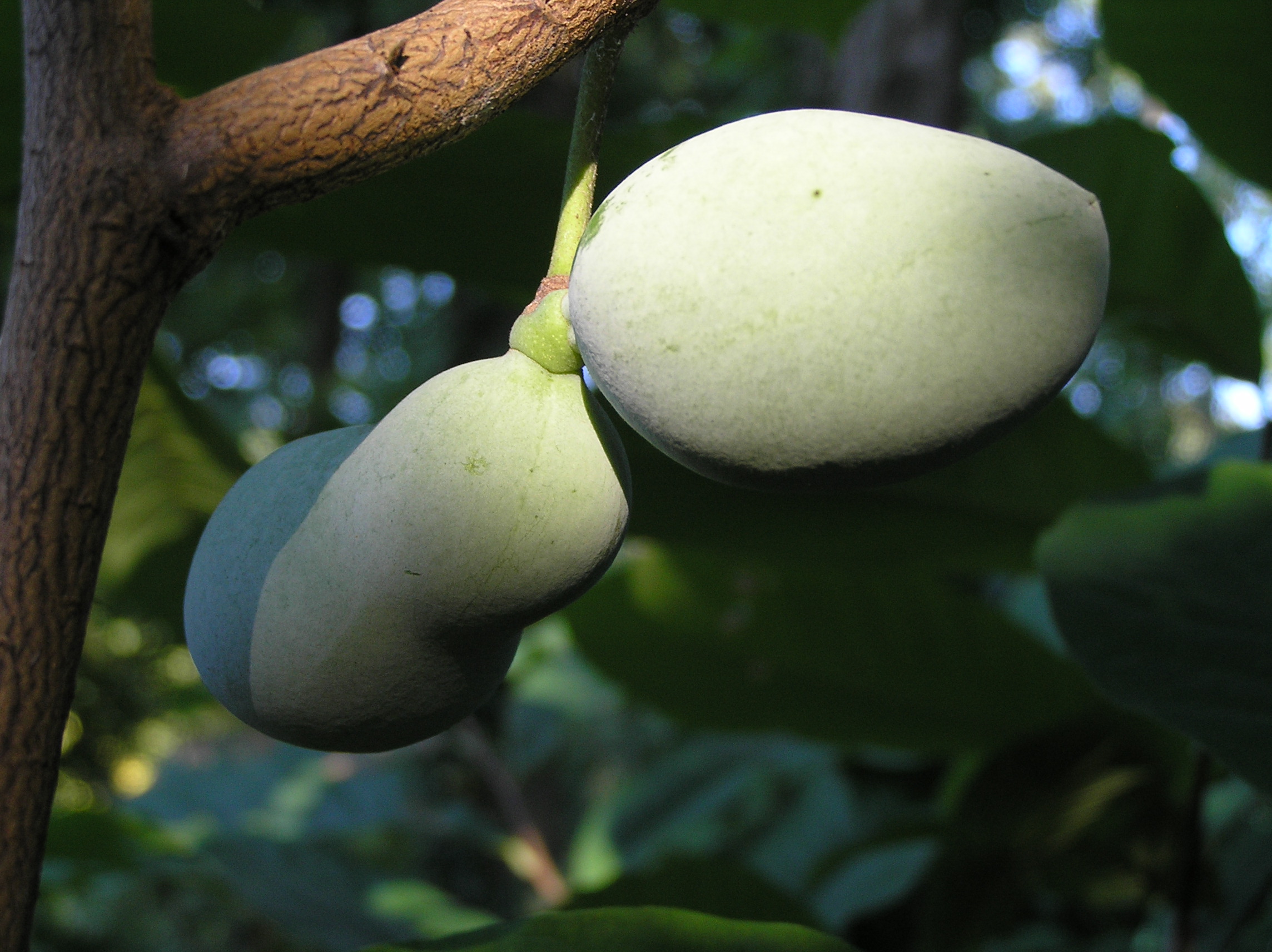 Native Trees of Indiana River Walk