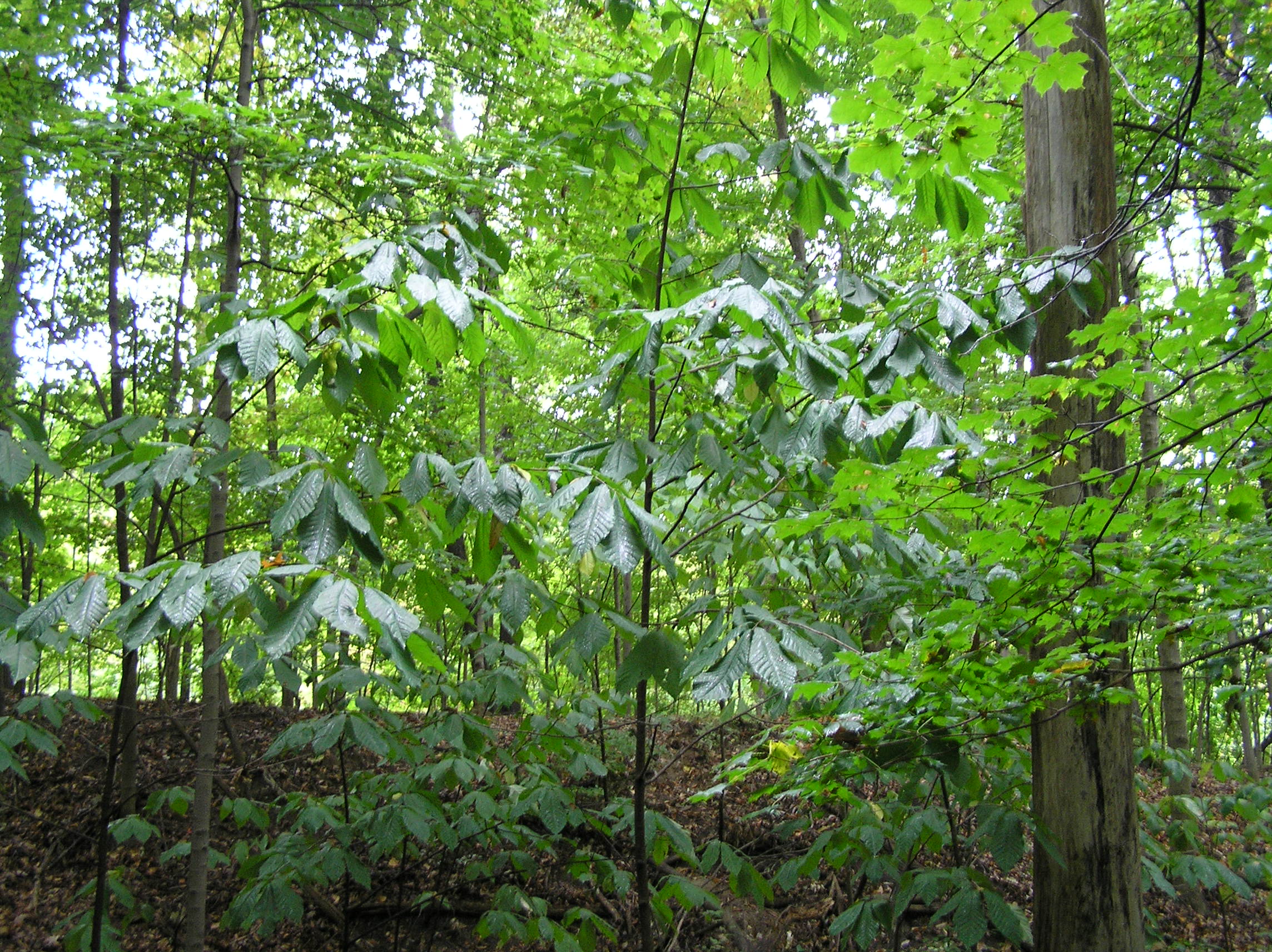 Native Trees of Indiana River Walk