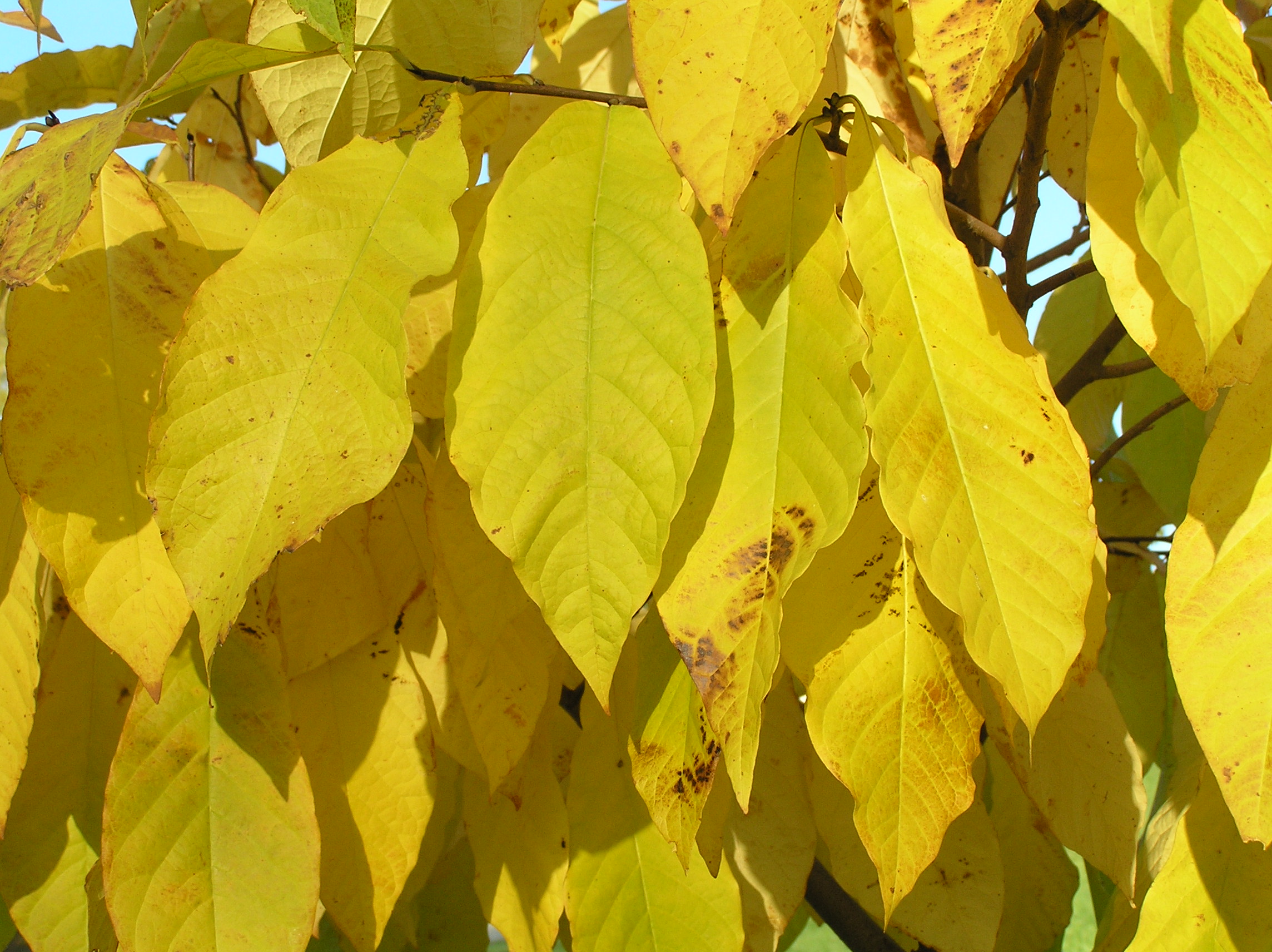 Native Trees of Indiana River Walk