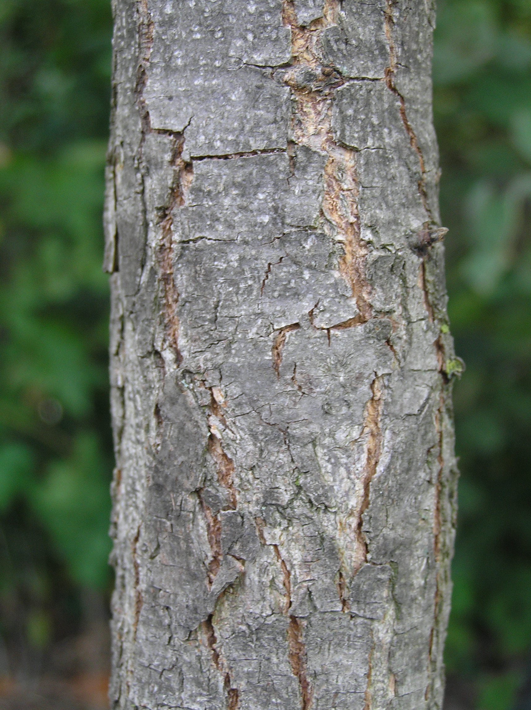 Native Trees of Indiana River Walk