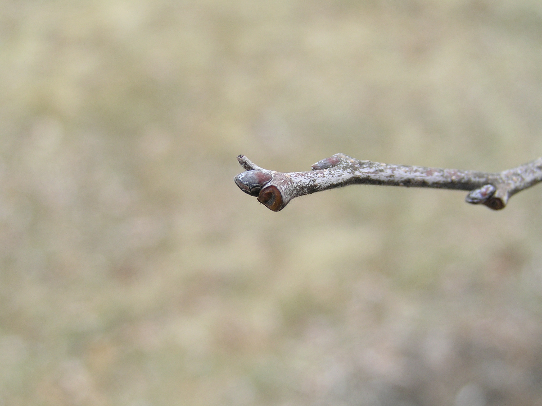 Native Trees of Indiana River Walk
