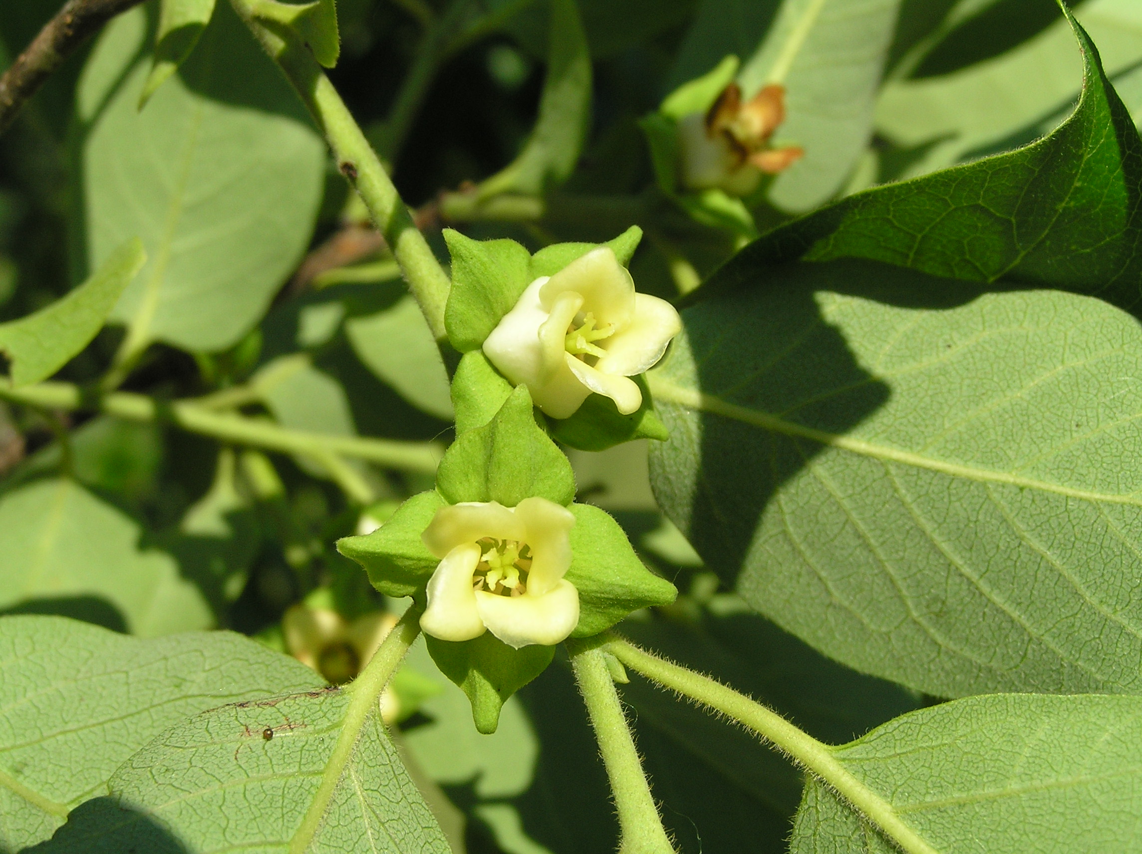 Native Trees of Indiana River Walk