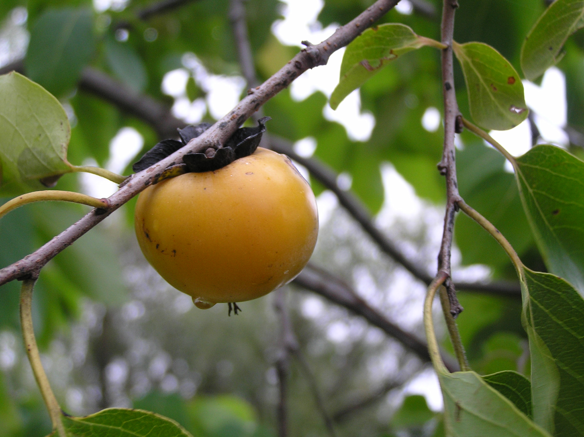 Native Trees of Indiana River Walk