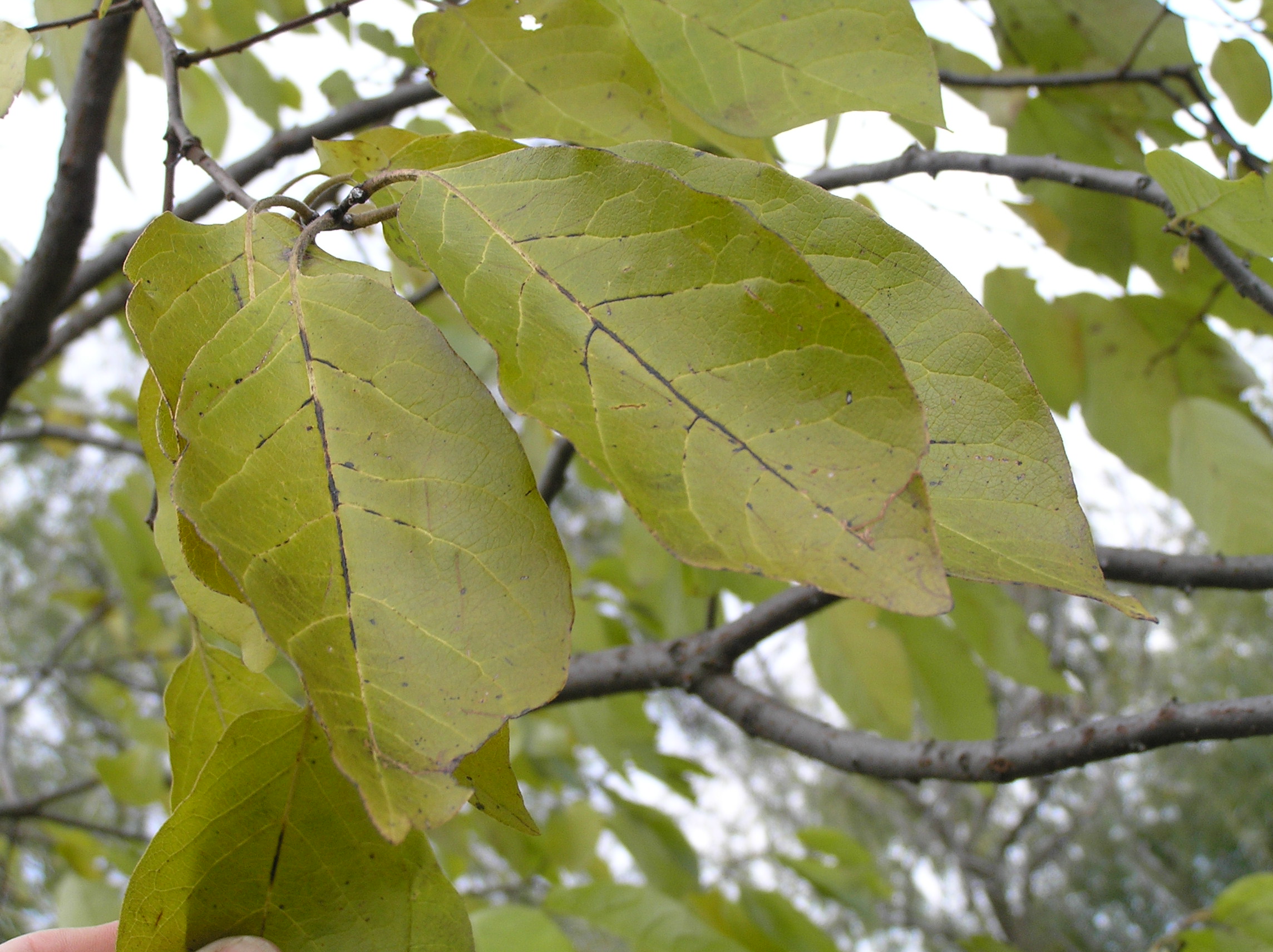 Native Trees of Indiana River Walk