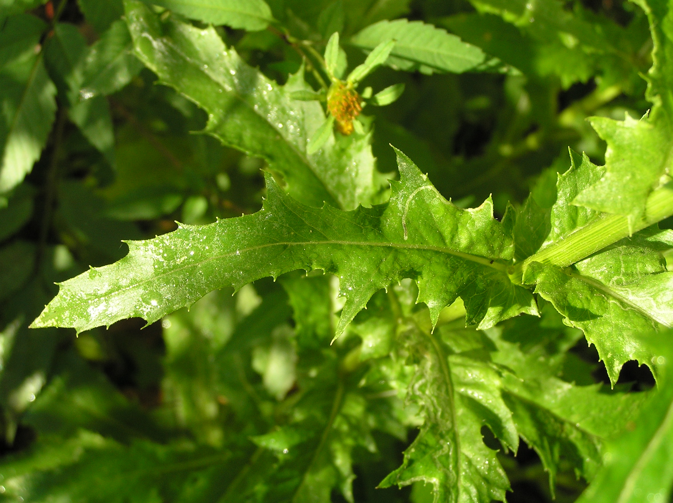 Native Trees of Indiana River Walk