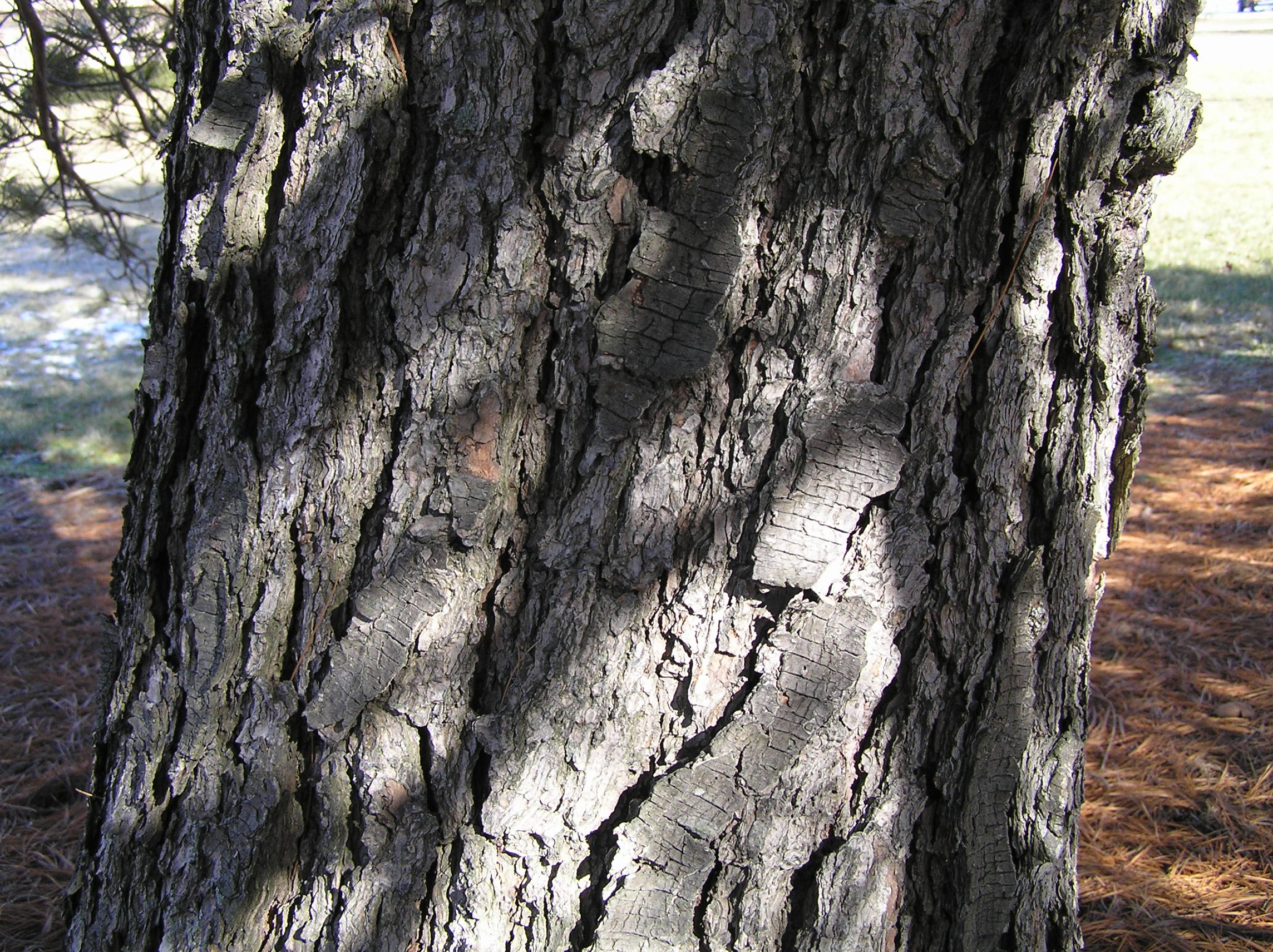 Native Trees of Indiana River Walk