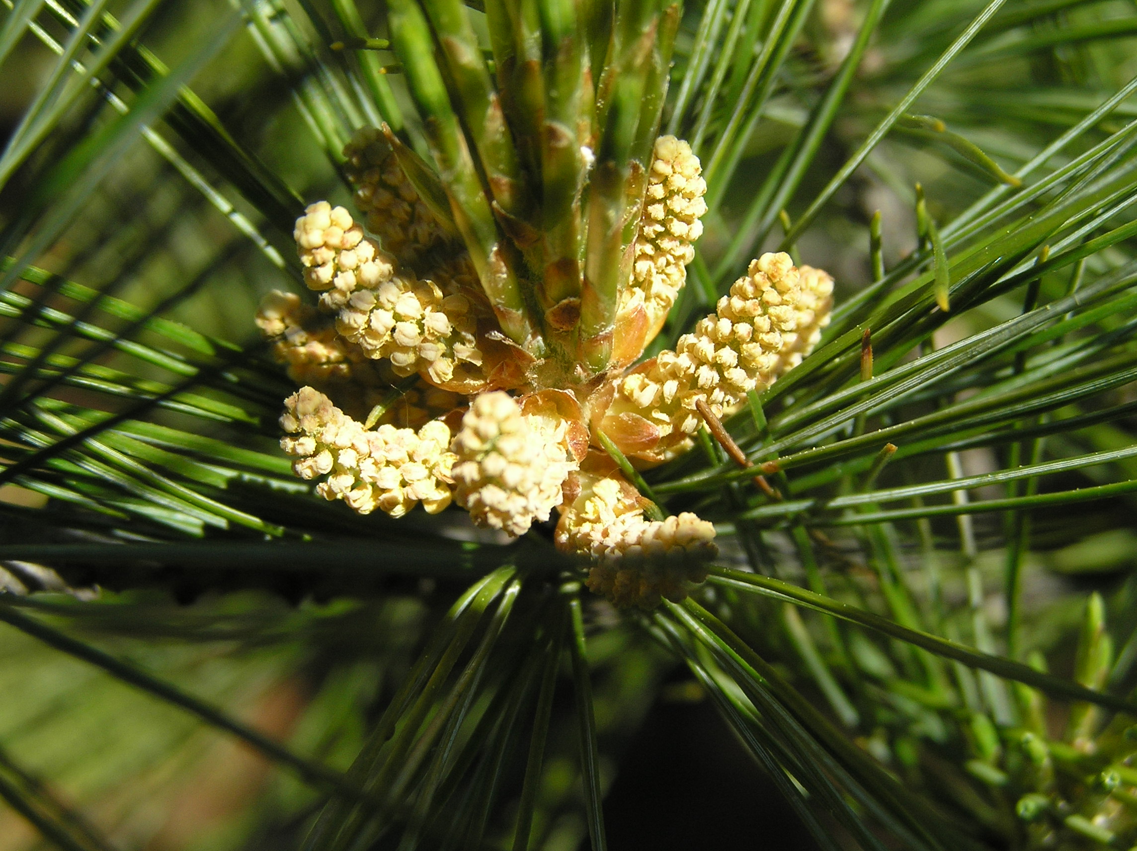 Native Trees of Indiana River Walk