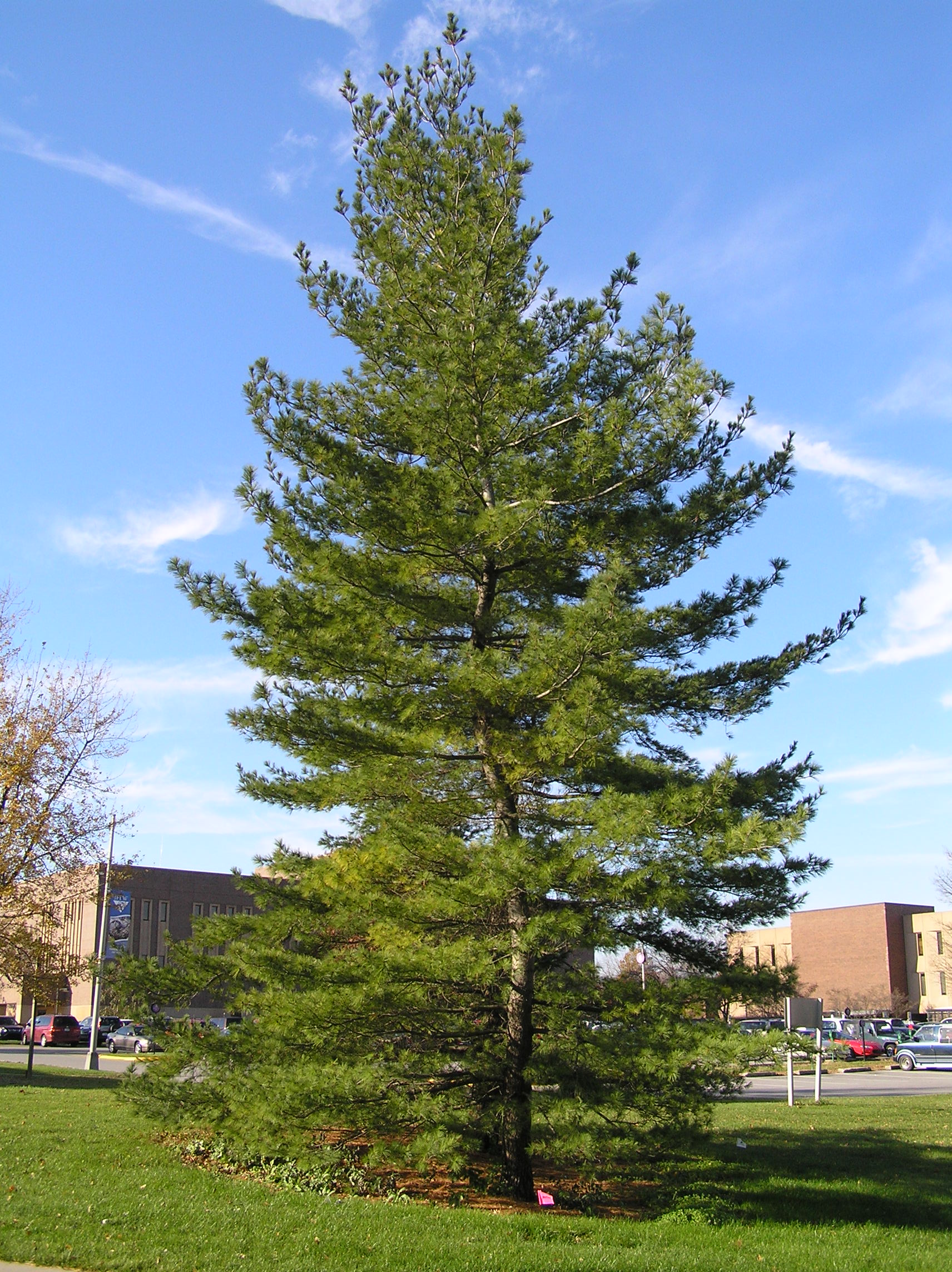 Native Trees of Indiana River Walk