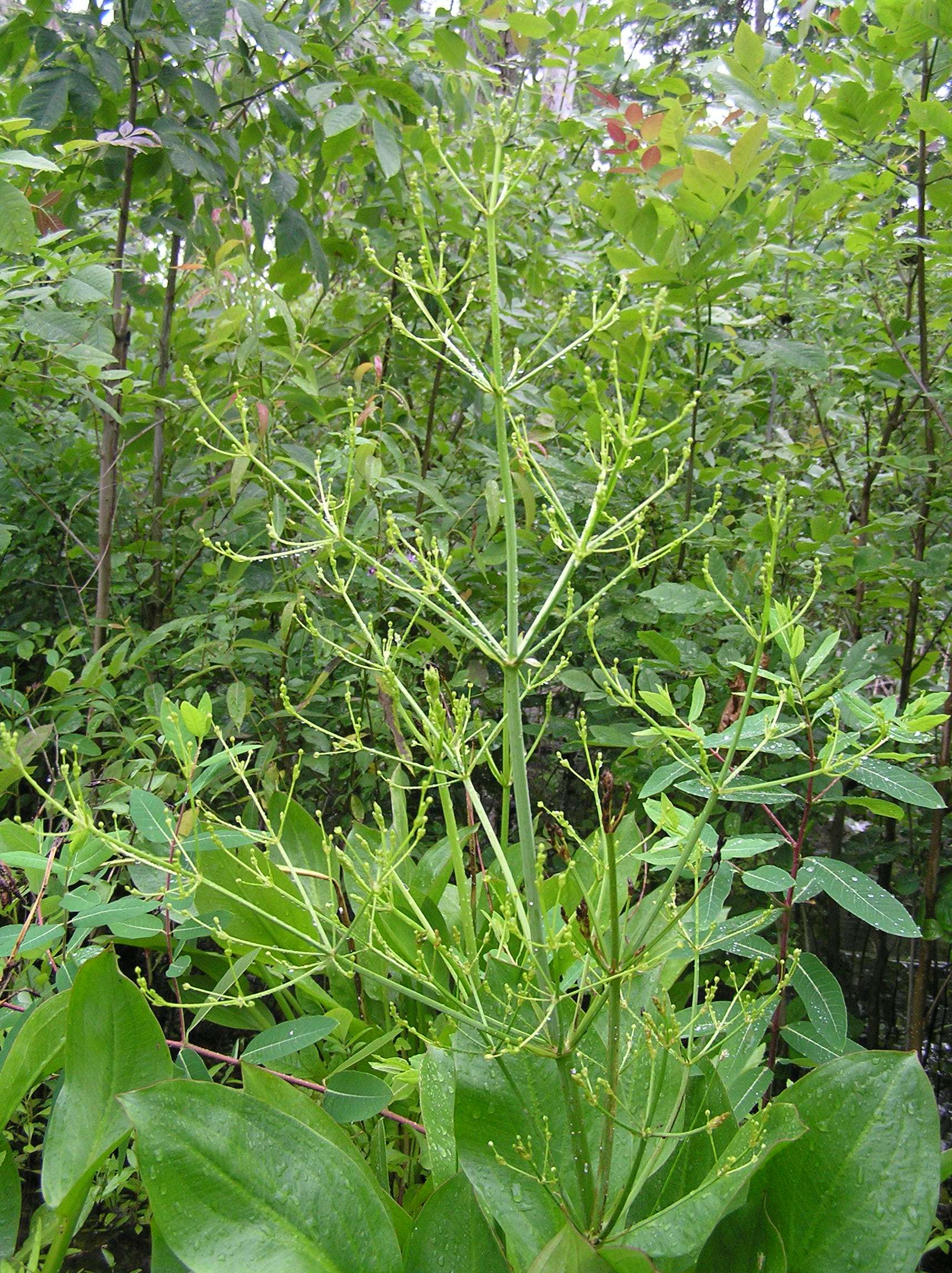 Native Trees of Indiana River Walk