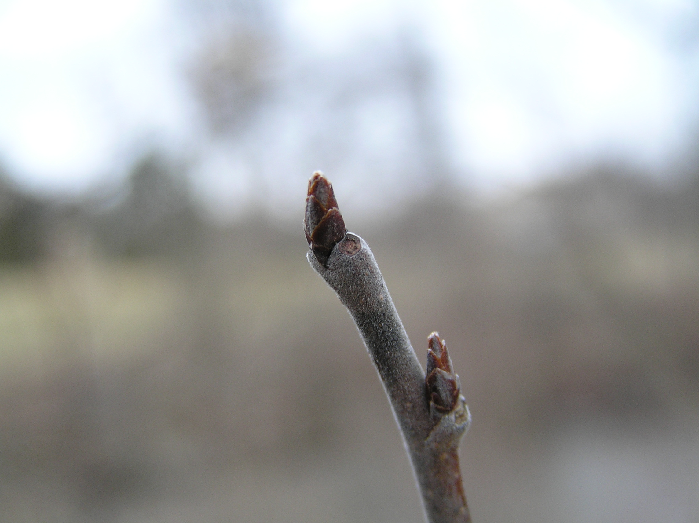 Native Trees of Indiana River Walk