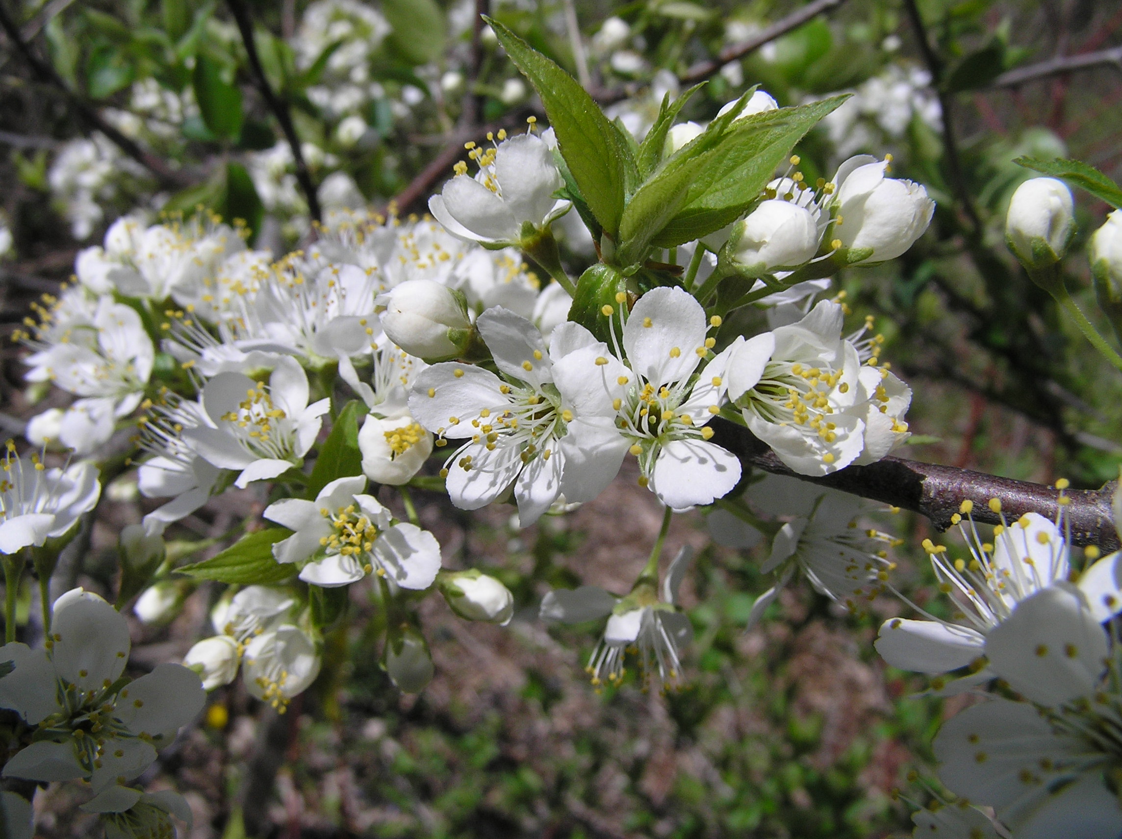 Native Trees of Indiana River Walk