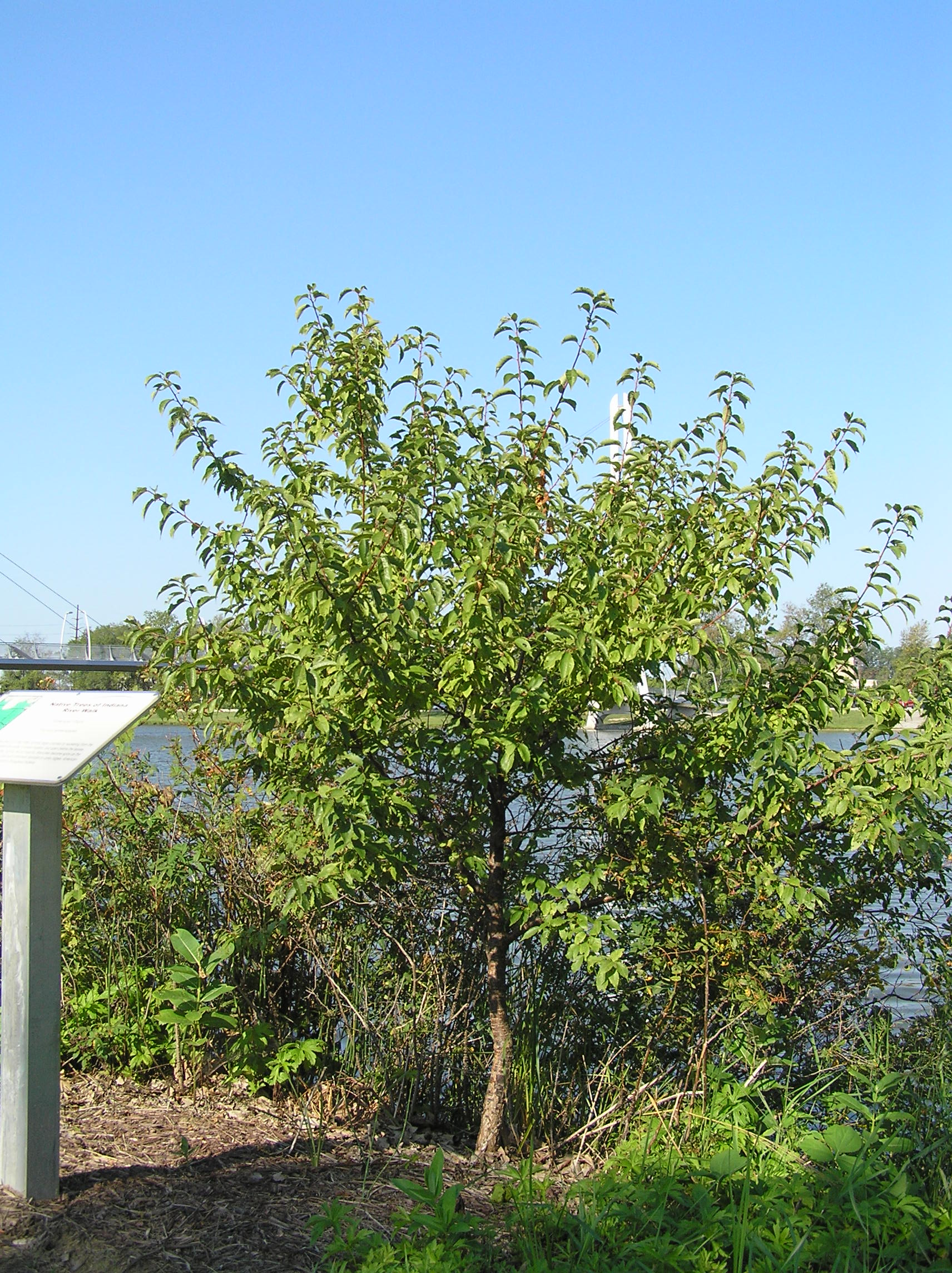 Native Trees of Indiana River Walk