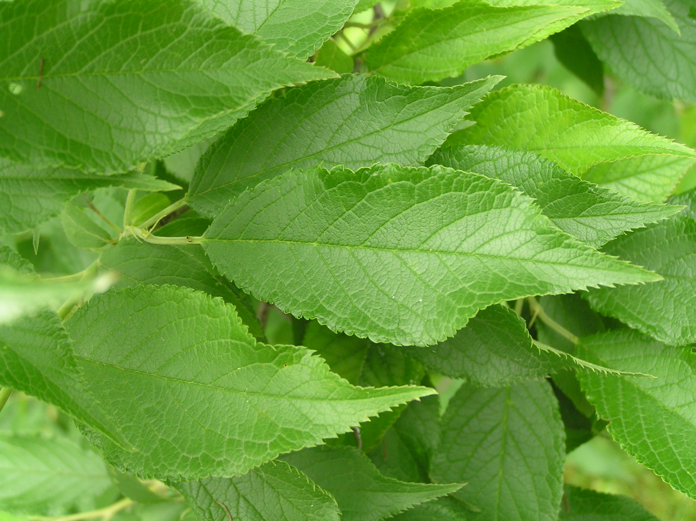 Native Trees of Indiana River Walk