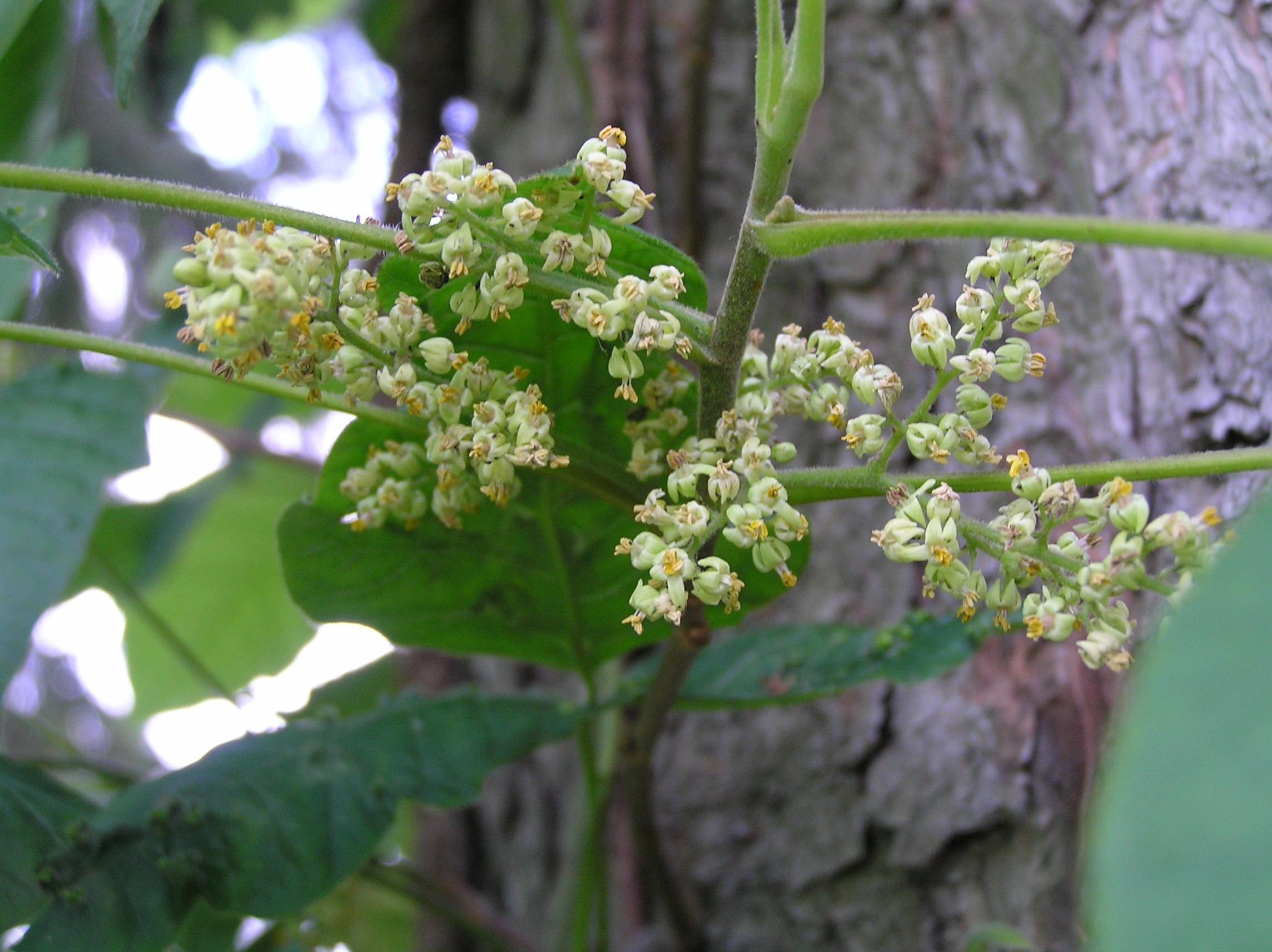 Native Trees of Indiana River Walk