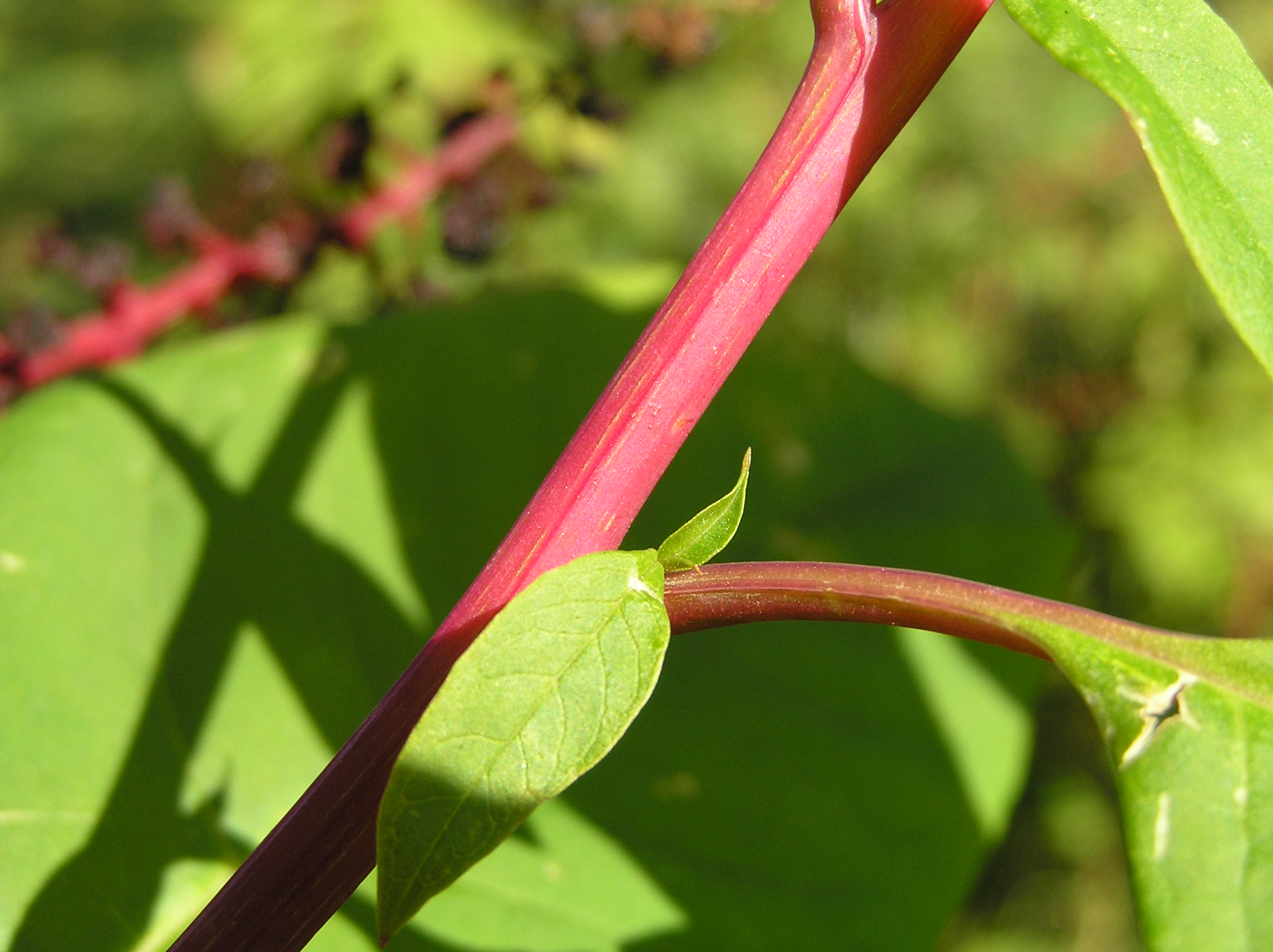 Native Trees of Indiana River Walk