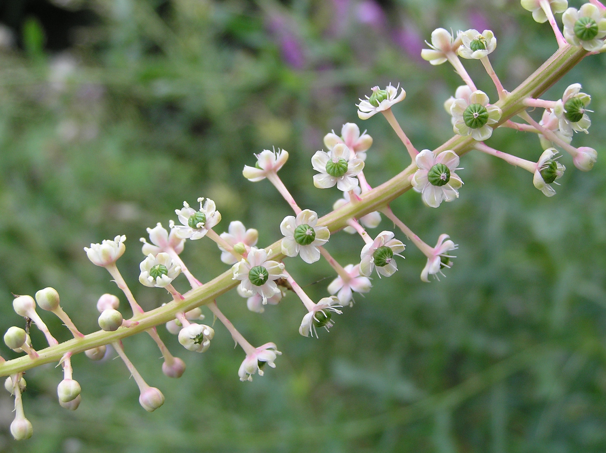 Native Trees of Indiana River Walk