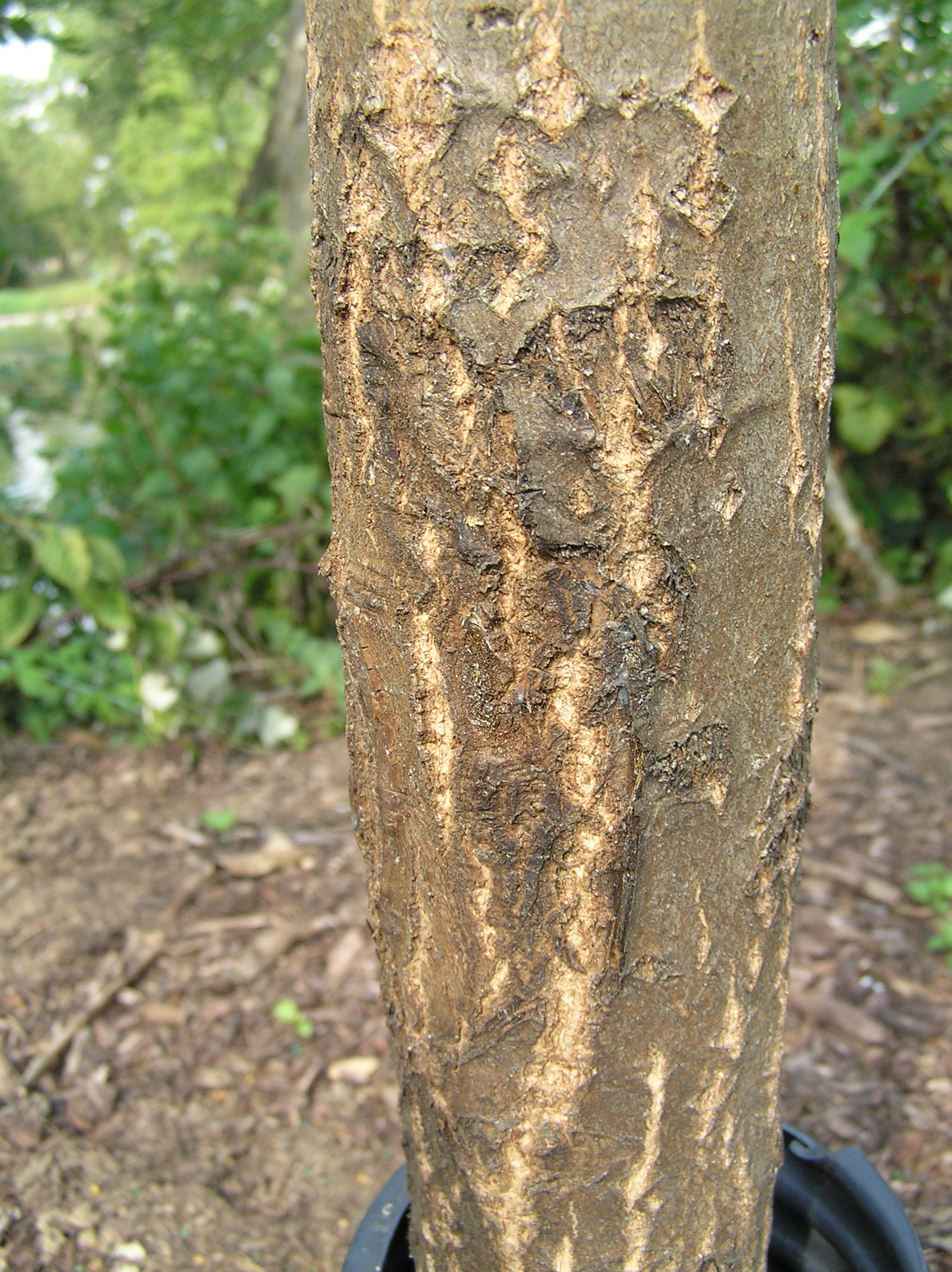 Native Trees of Indiana River Walk