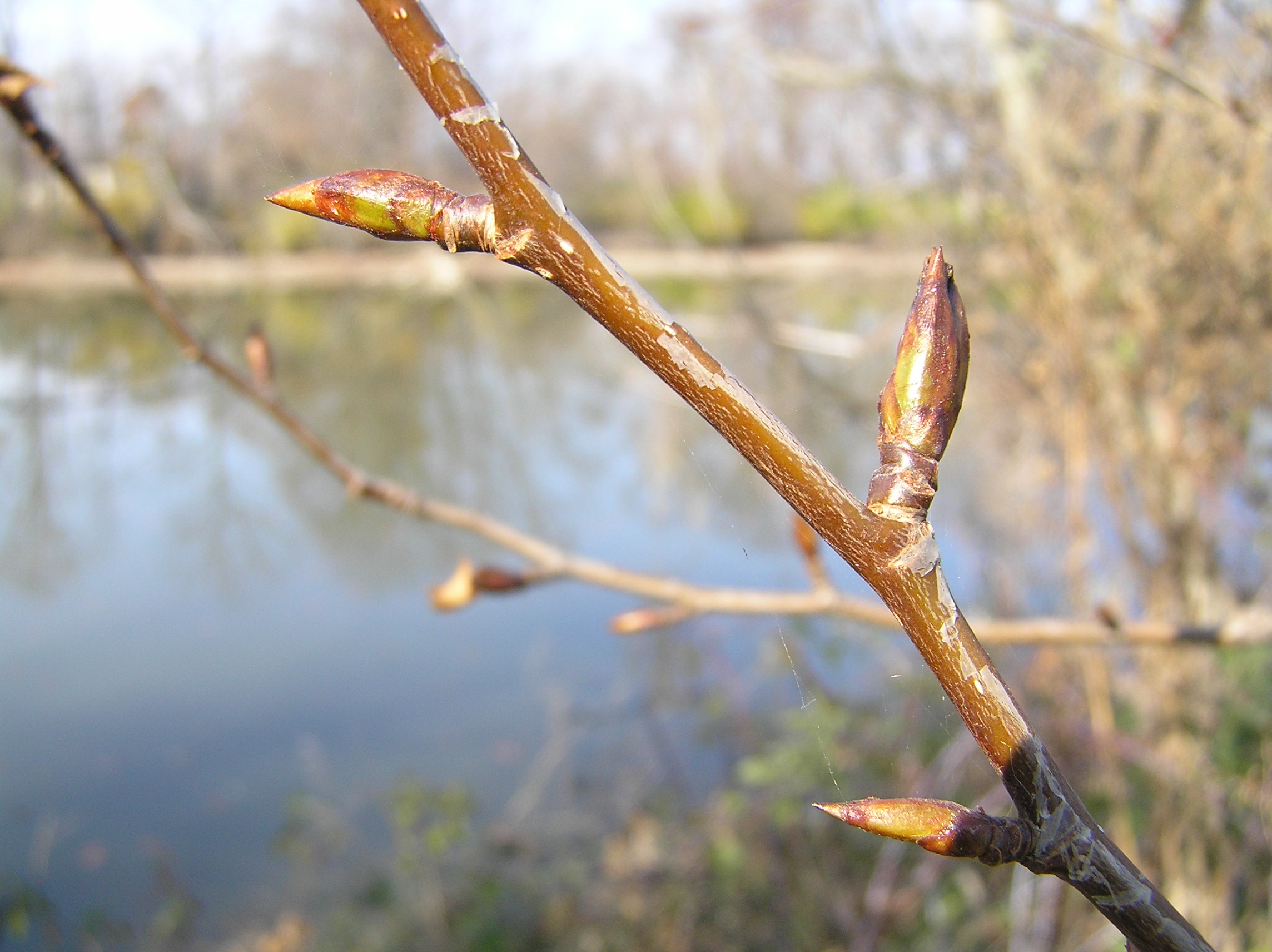 Native Trees of Indiana River Walk