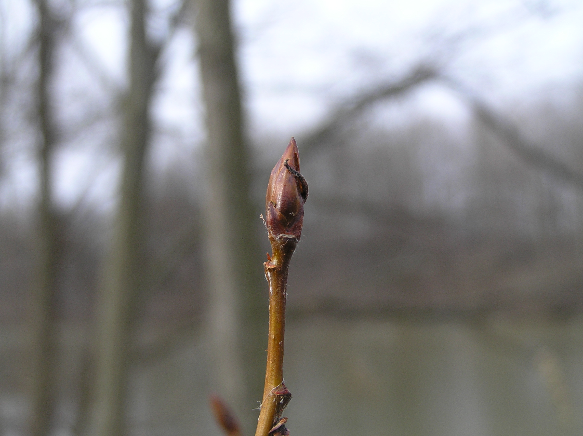 Native Trees of Indiana River Walk