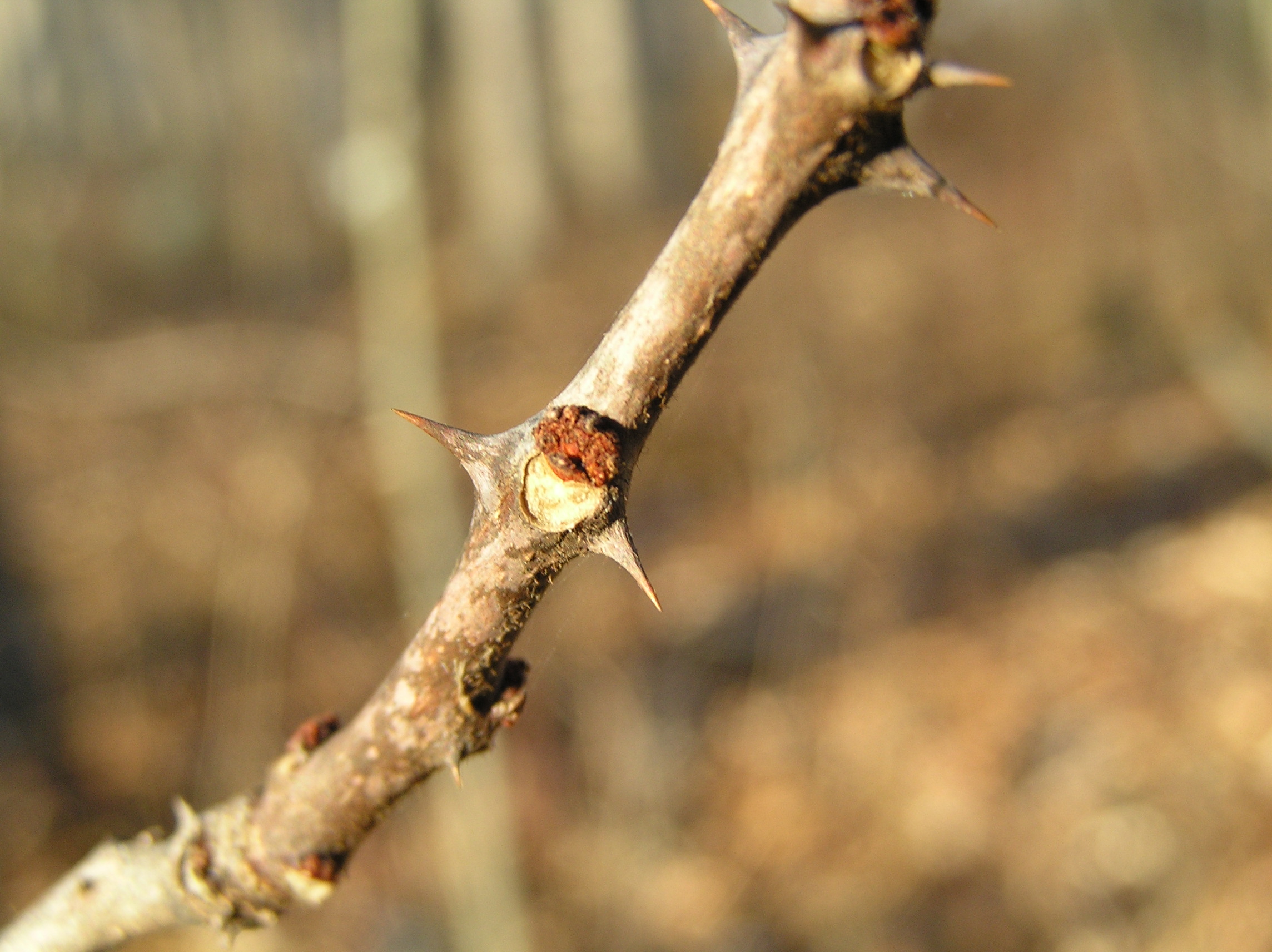 Native Trees of Indiana River Walk