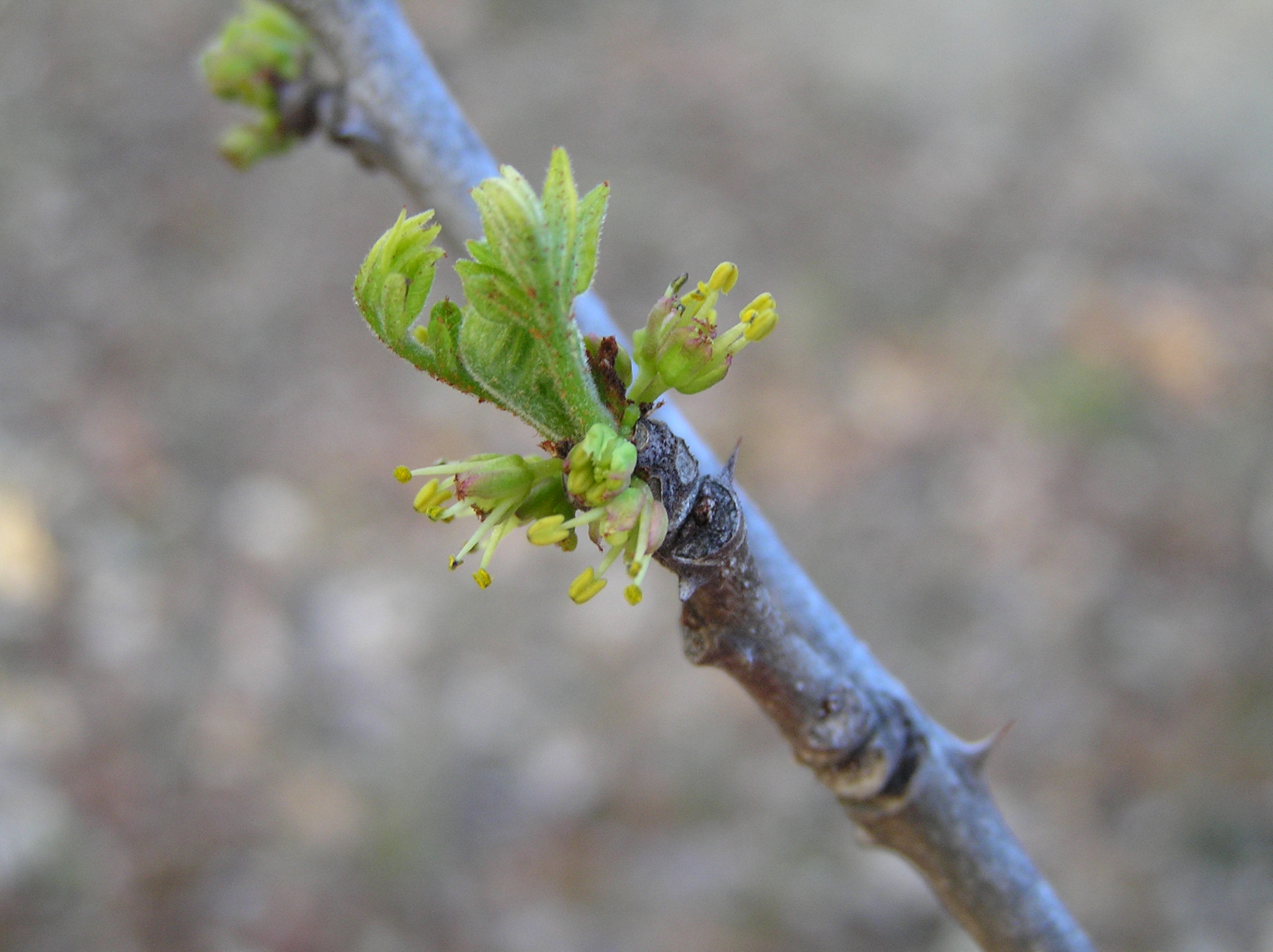Native Trees of Indiana River Walk