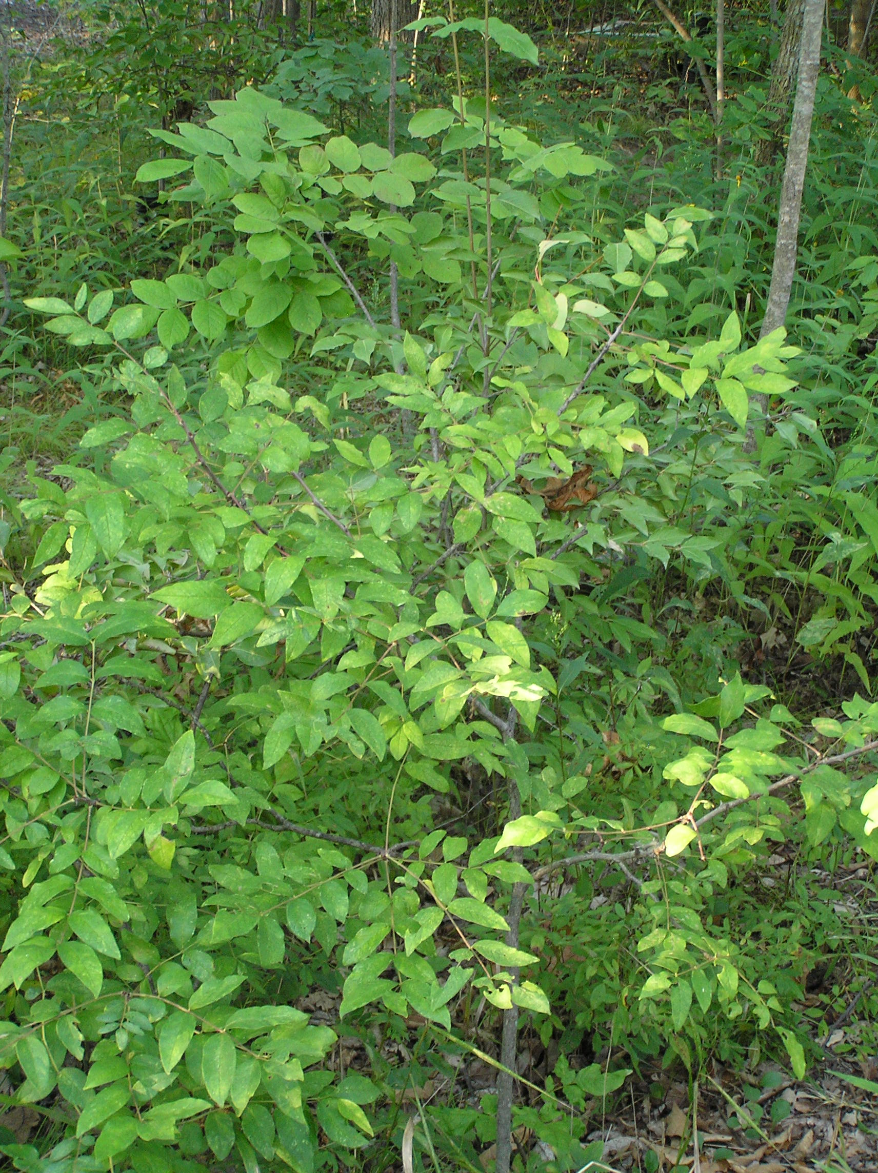 Native Trees of Indiana River Walk