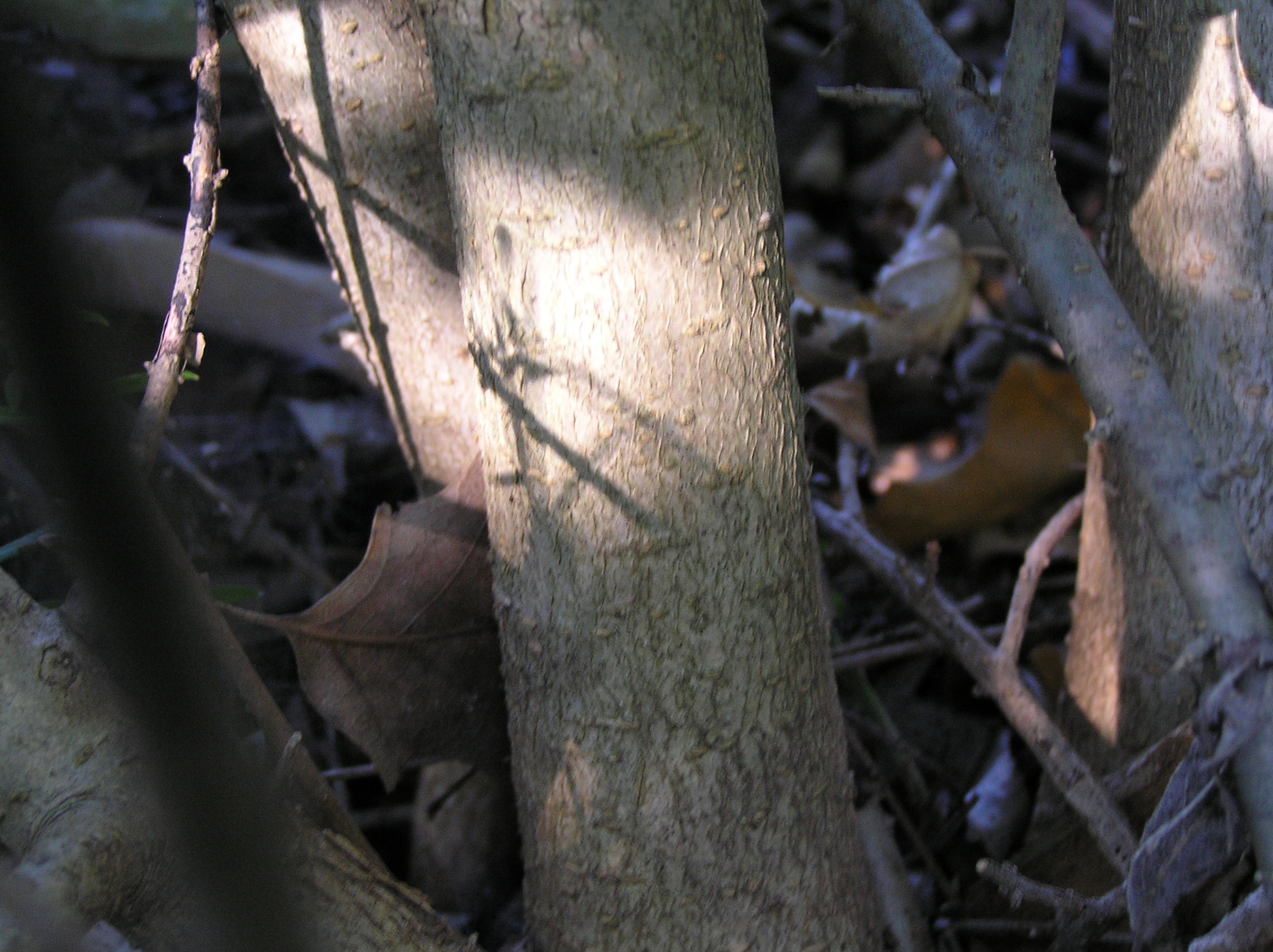 Native Trees of Indiana River Walk