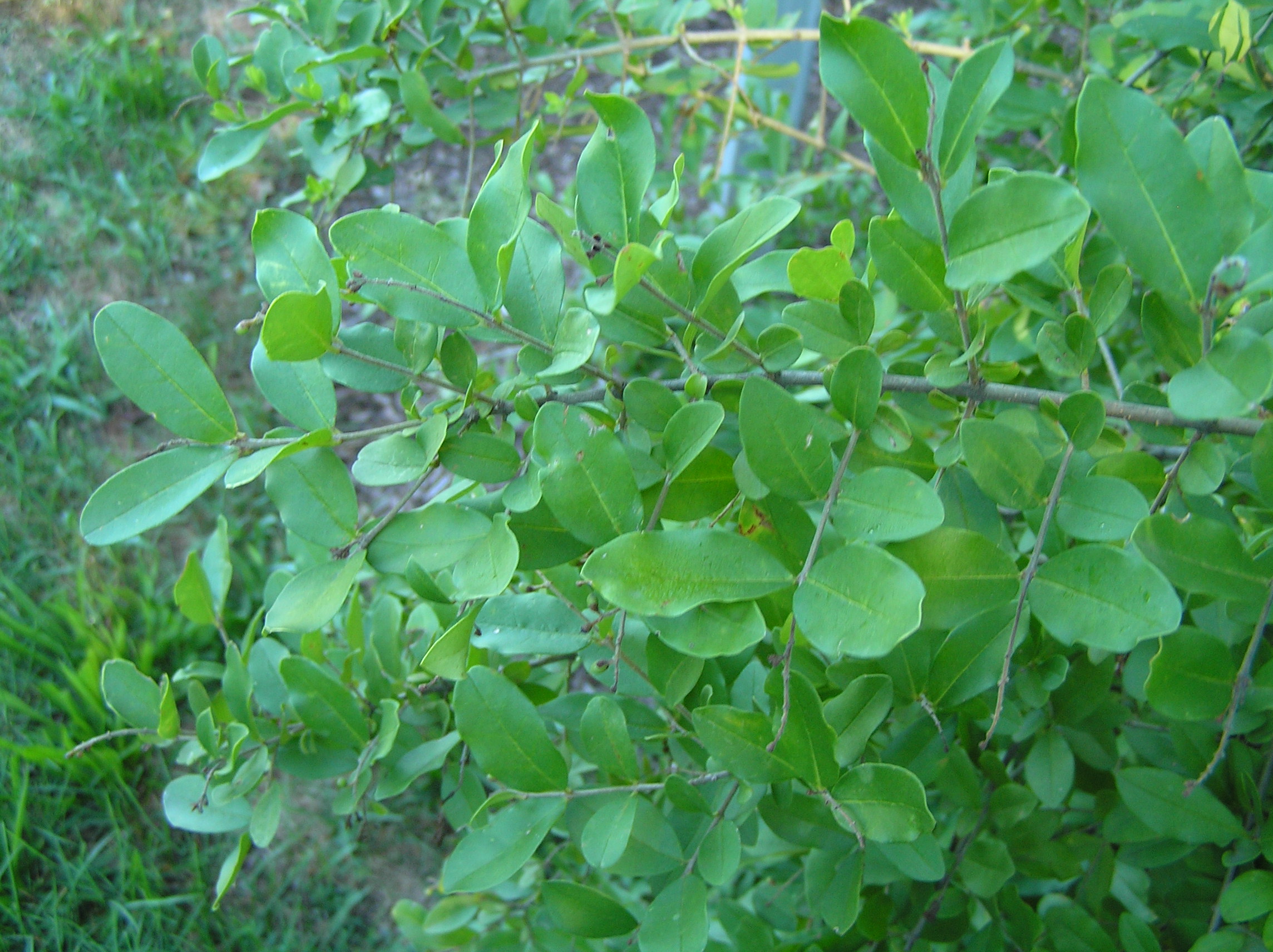 Native Trees of Indiana River Walk