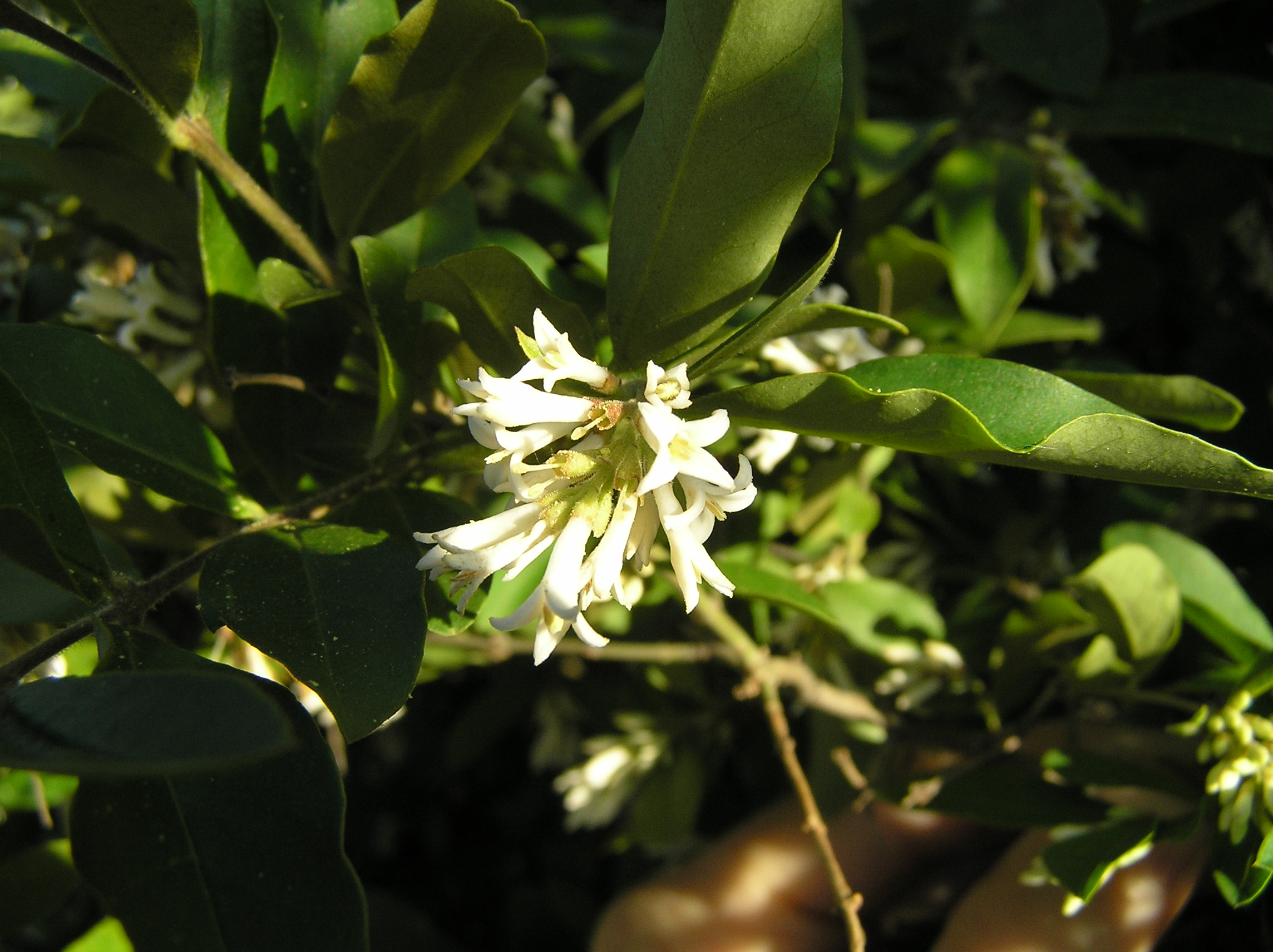 Native Trees of Indiana River Walk