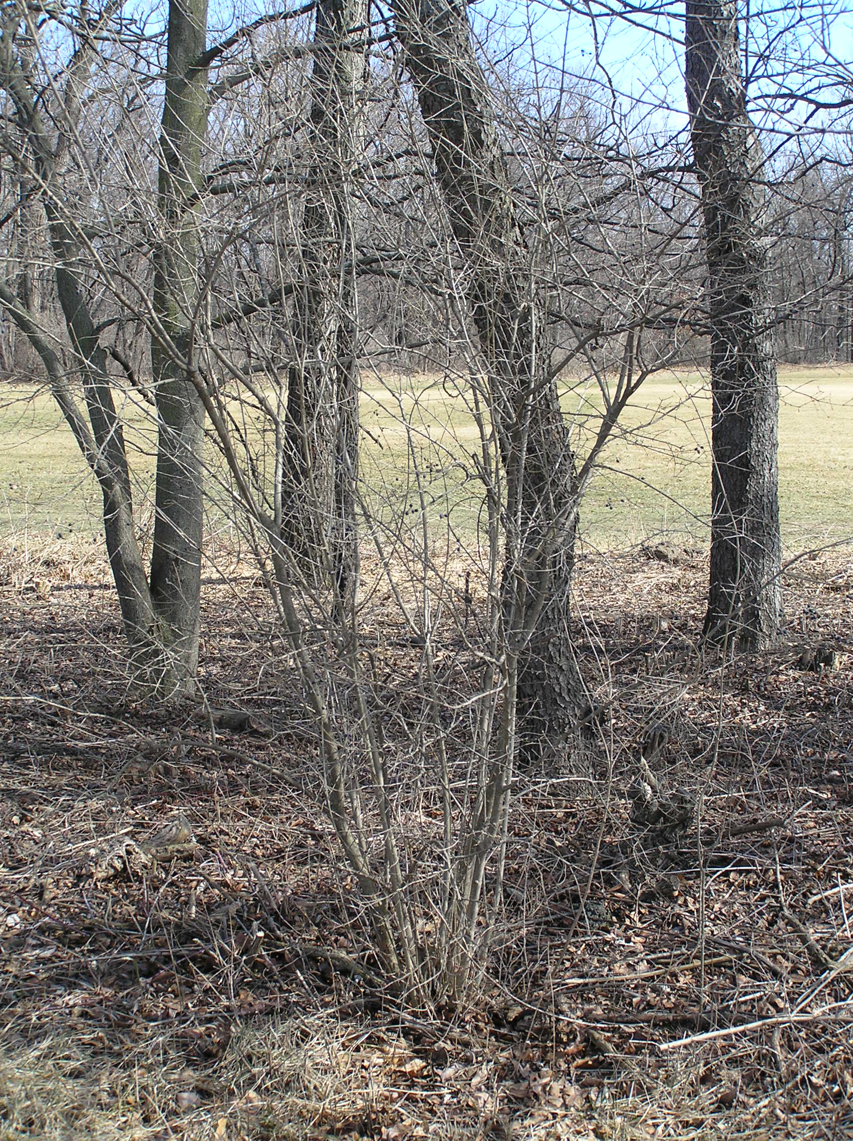 Native Trees of Indiana River Walk