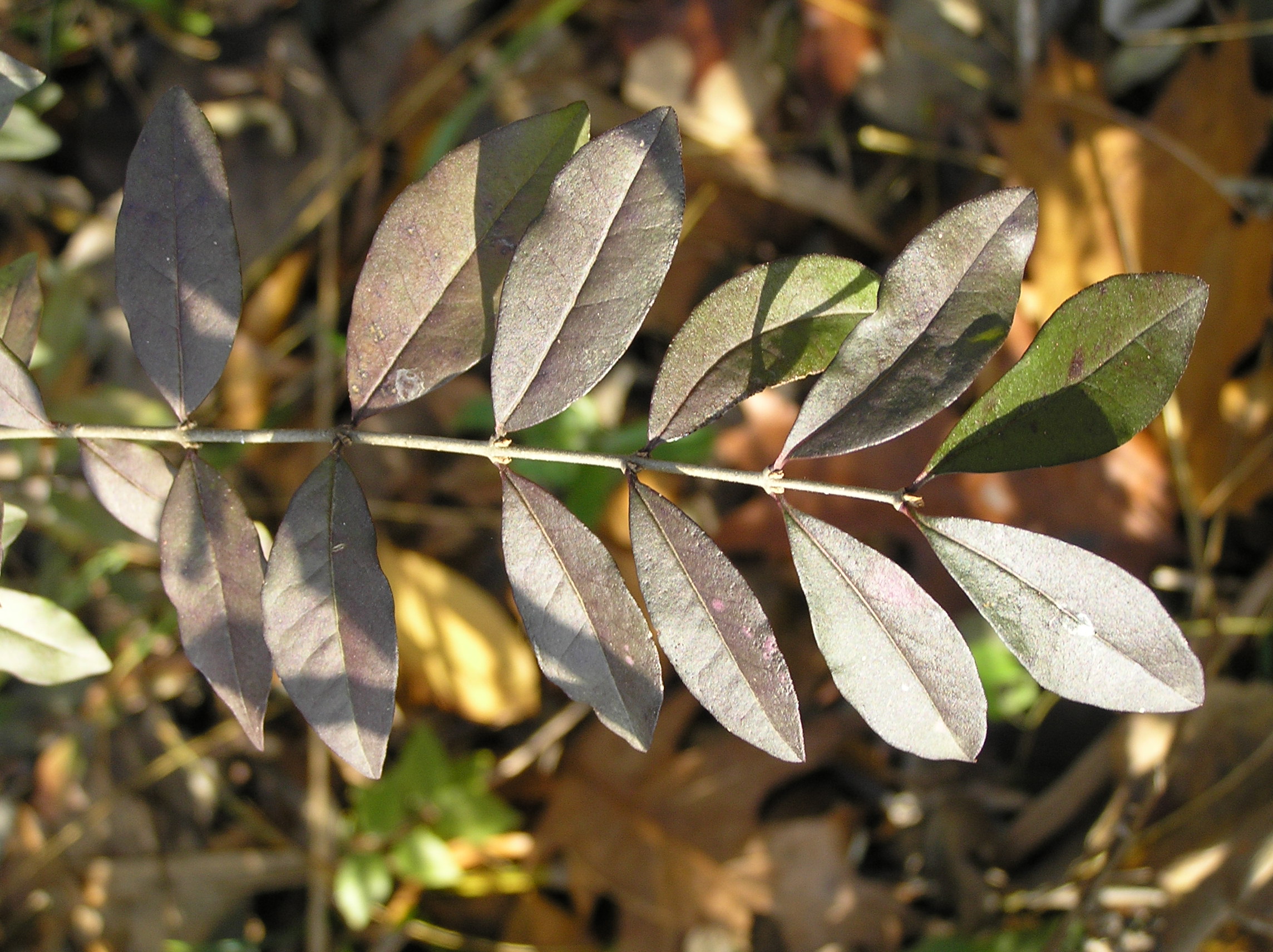 Native Trees of Indiana River Walk