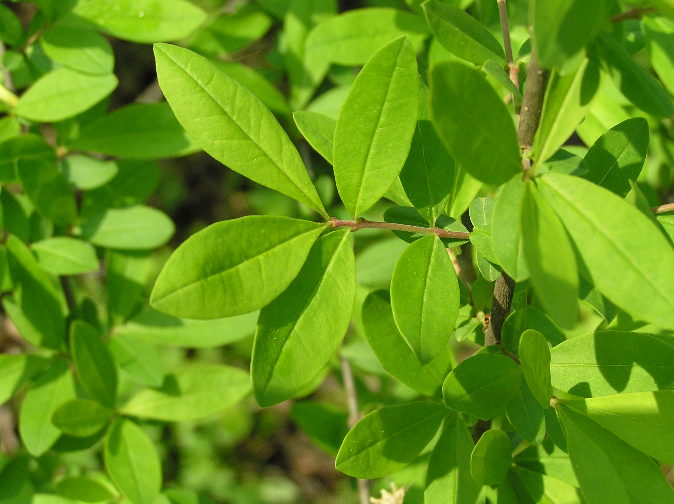 Native Trees of Indiana River Walk