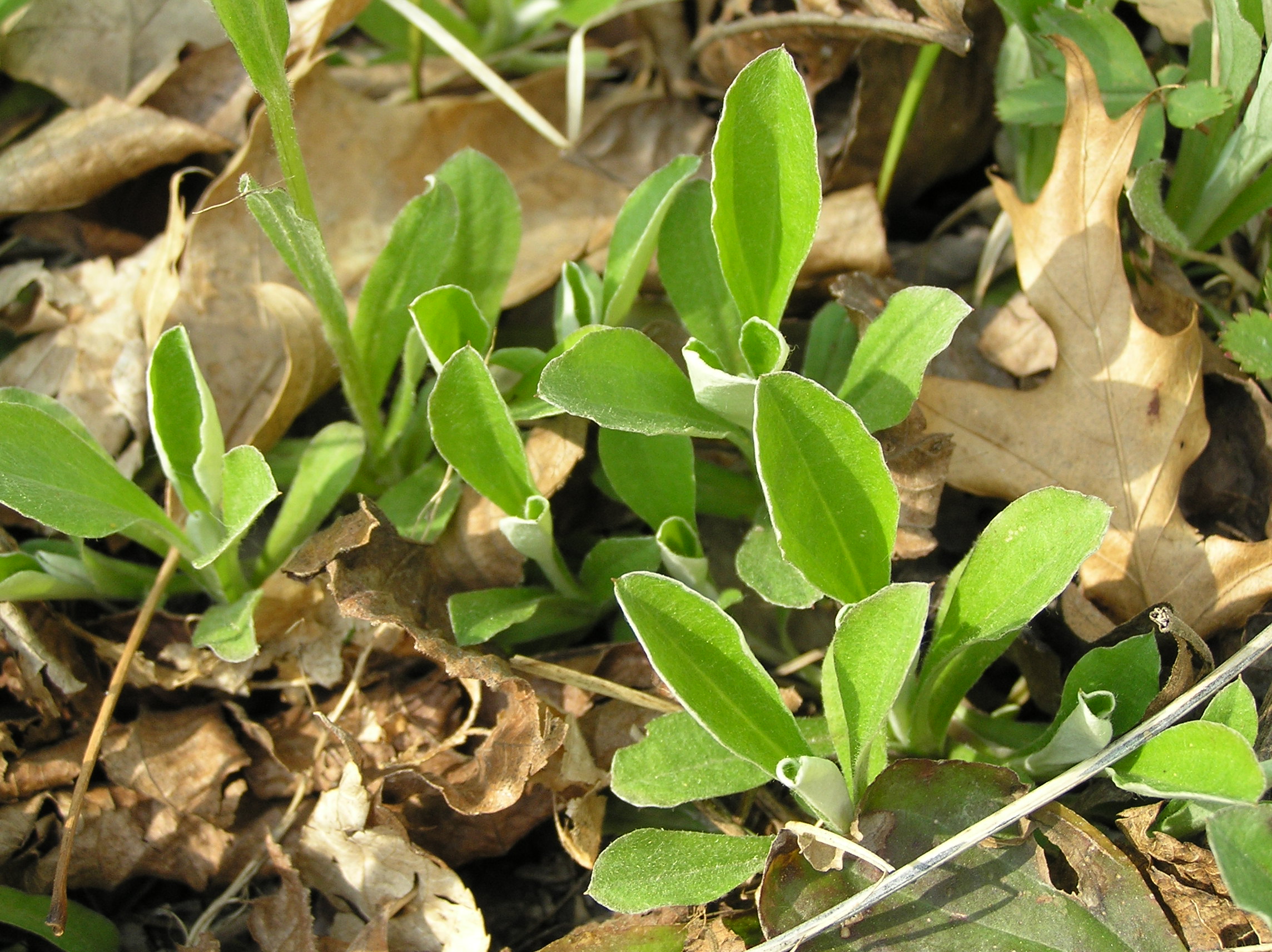 Native Trees of Indiana River Walk