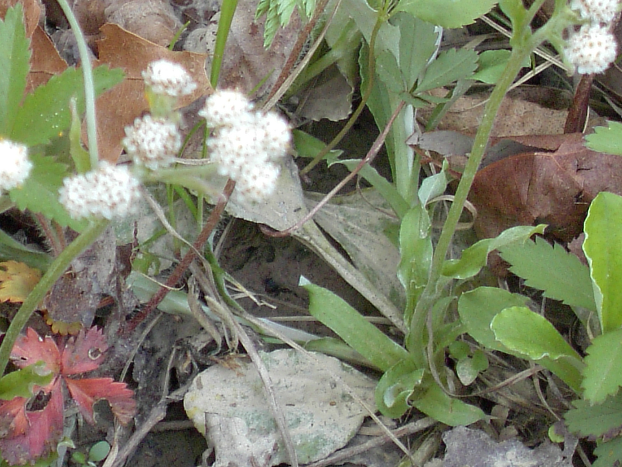 Native Trees of Indiana River Walk