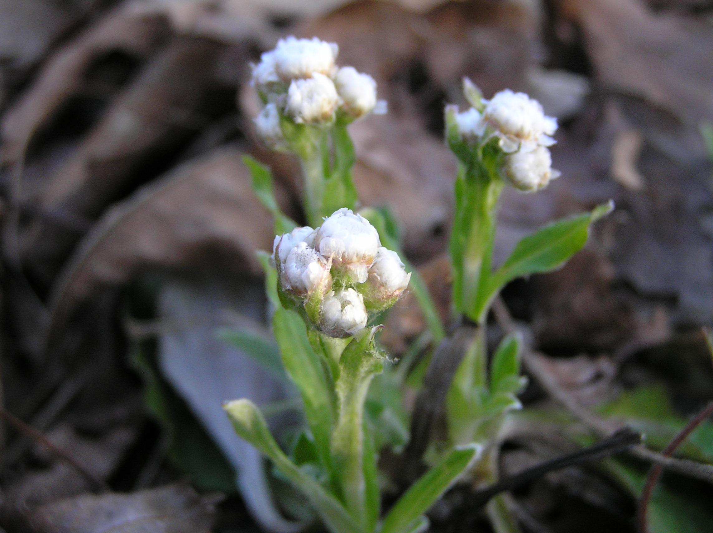 Native Trees of Indiana River Walk
