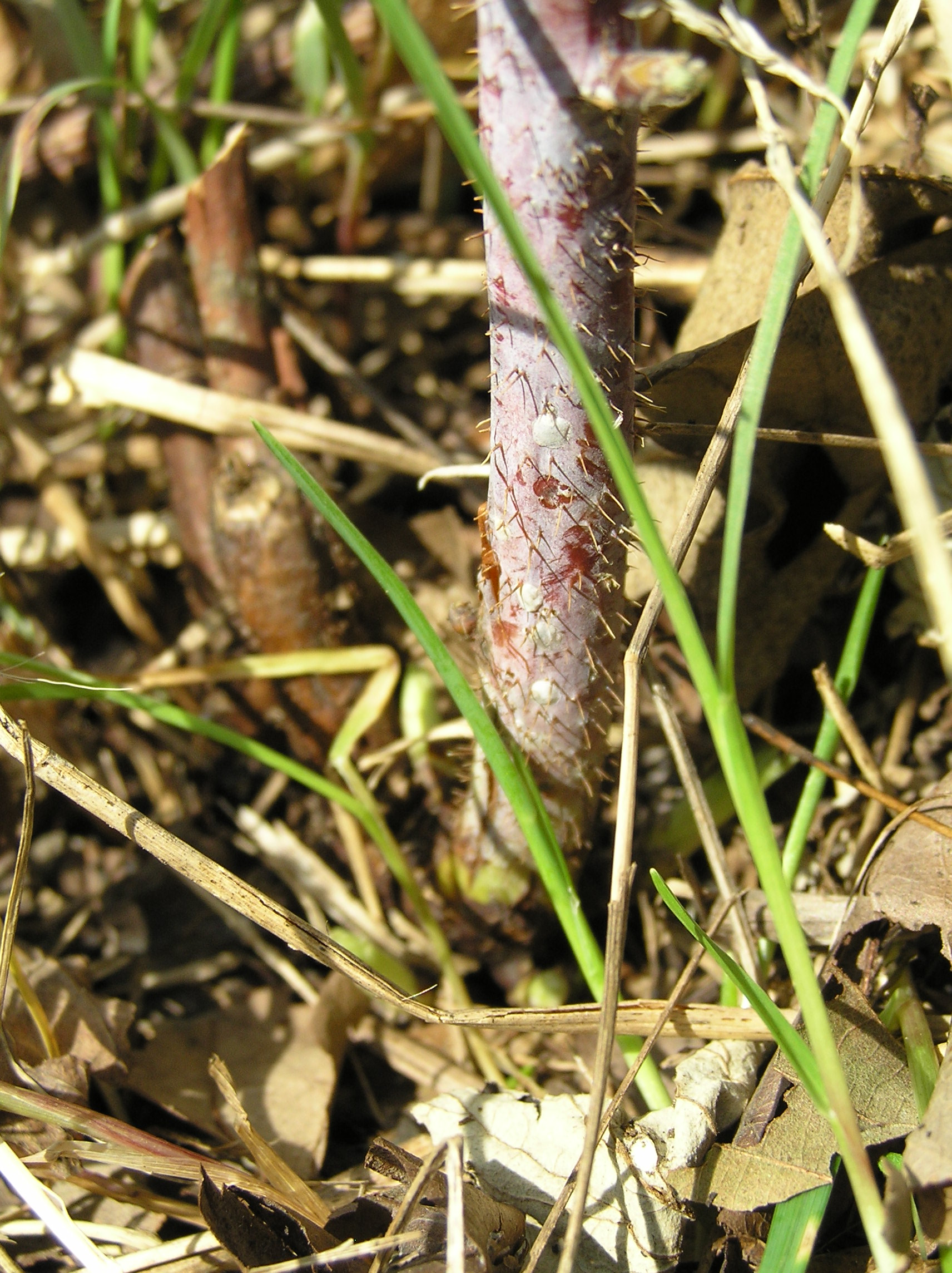 Native Trees of Indiana River Walk