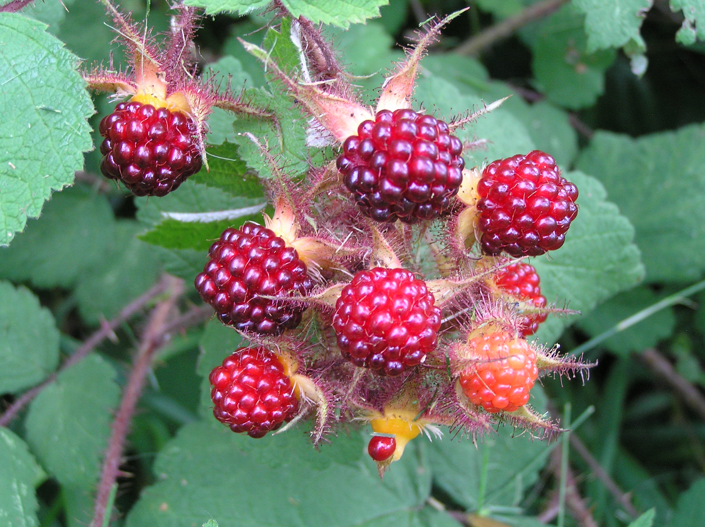 Native Trees of Indiana River Walk