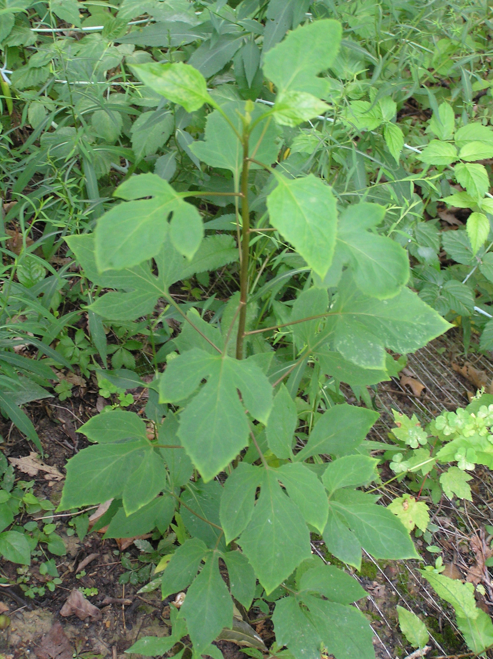 Native Trees of Indiana River Walk