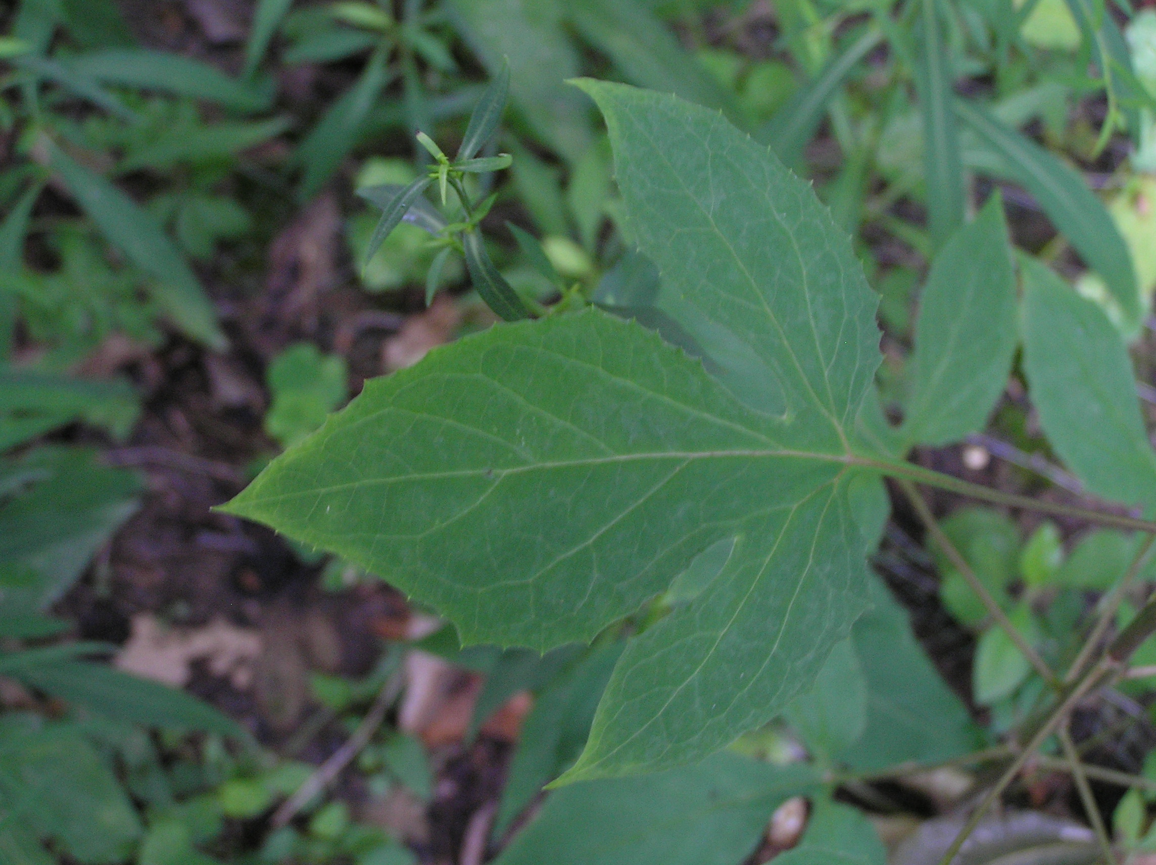 Native Trees of Indiana River Walk