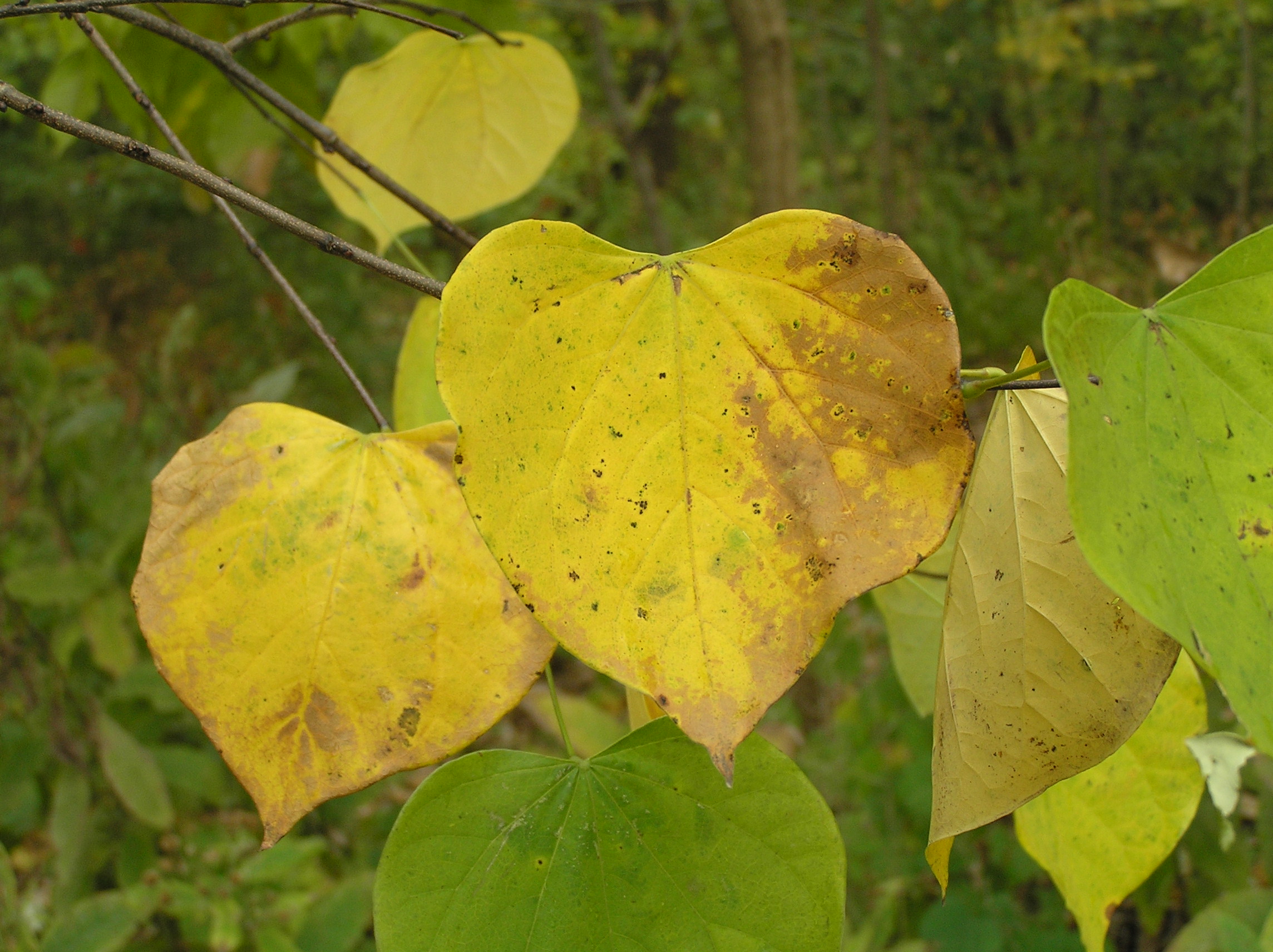 Native Trees of Indiana River Walk