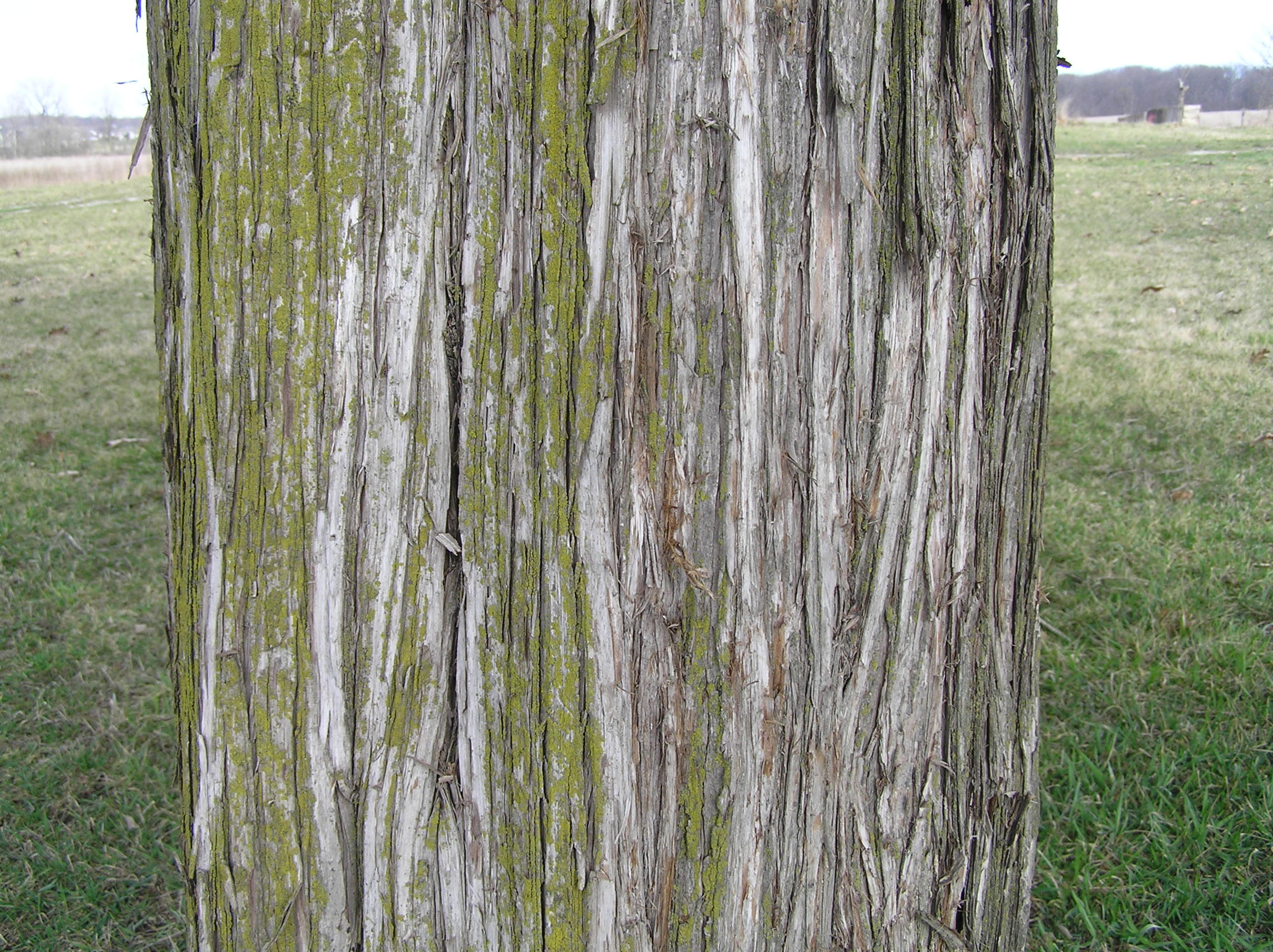 Native Trees of Indiana River Walk